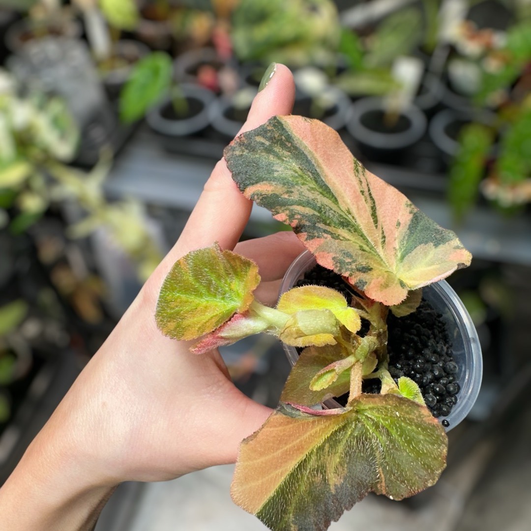 Begonia Withlacoochee Variegated