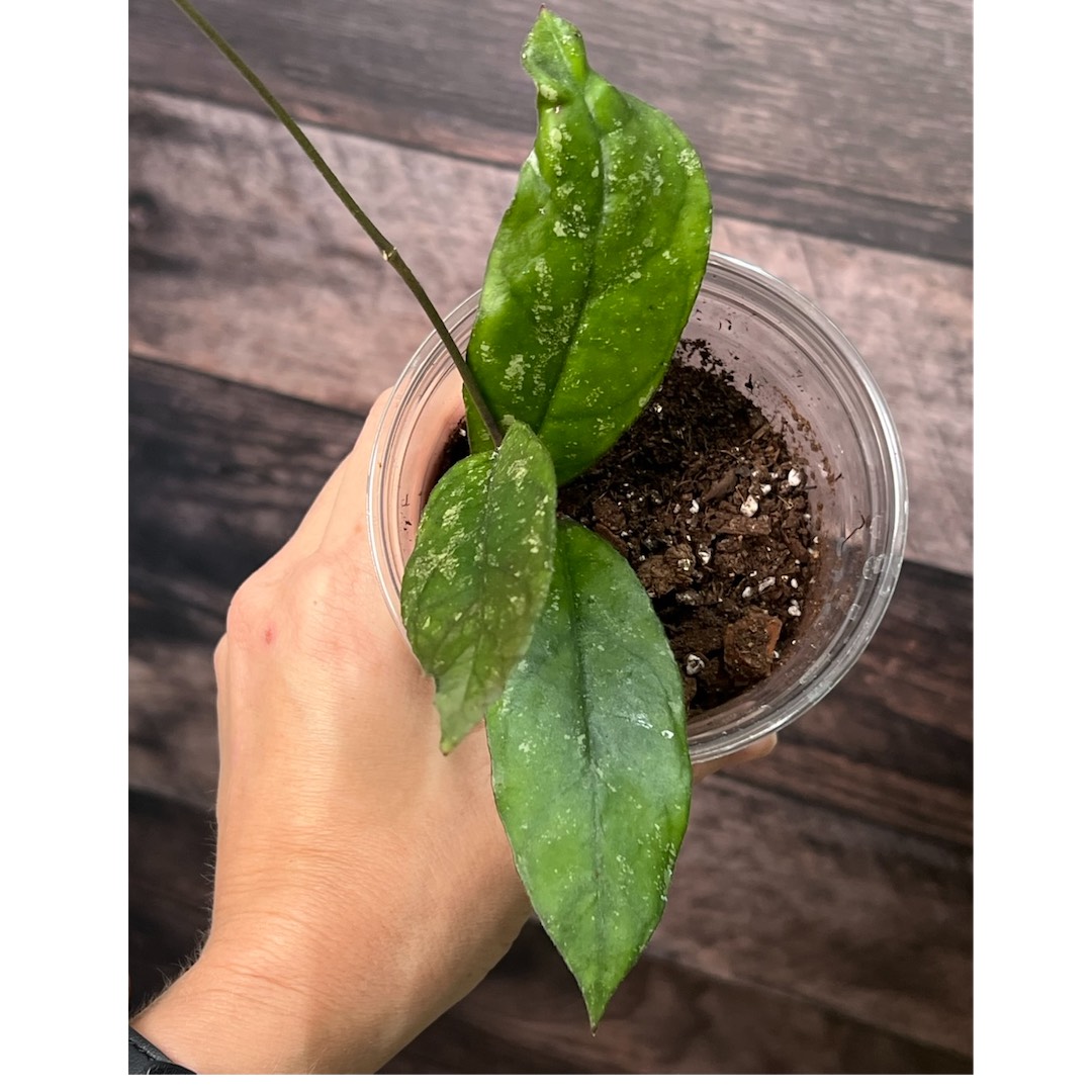Hoya Sp Bahoi