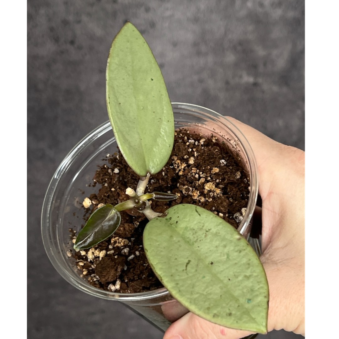 Hoya ‘Silver Dollar’ MB 1405-AG