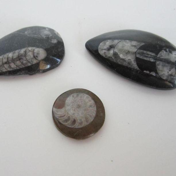 Set of 2 polished Orthoceras and an Ammonite Fossils