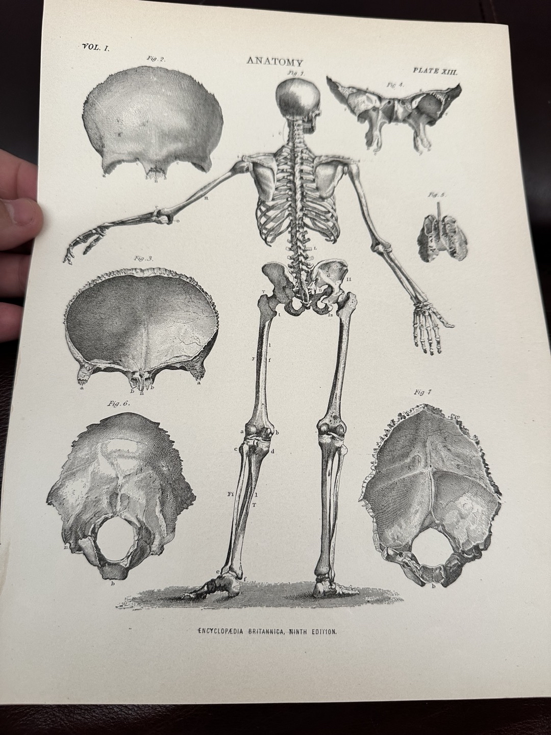 Antique Anatomy Plate Of The Human Skeleton From Encyclopedia Britannica