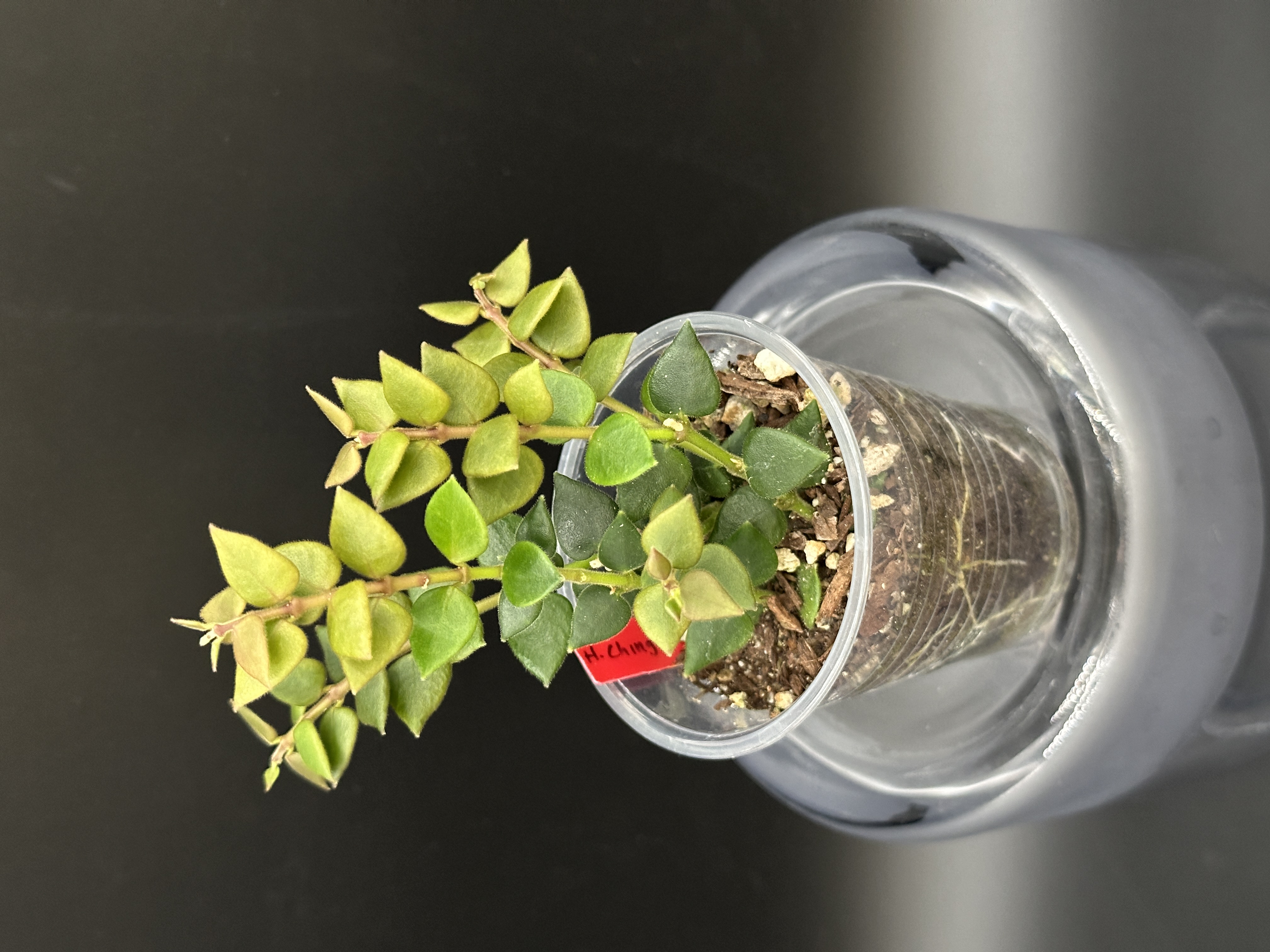 Hoya chinghungensis