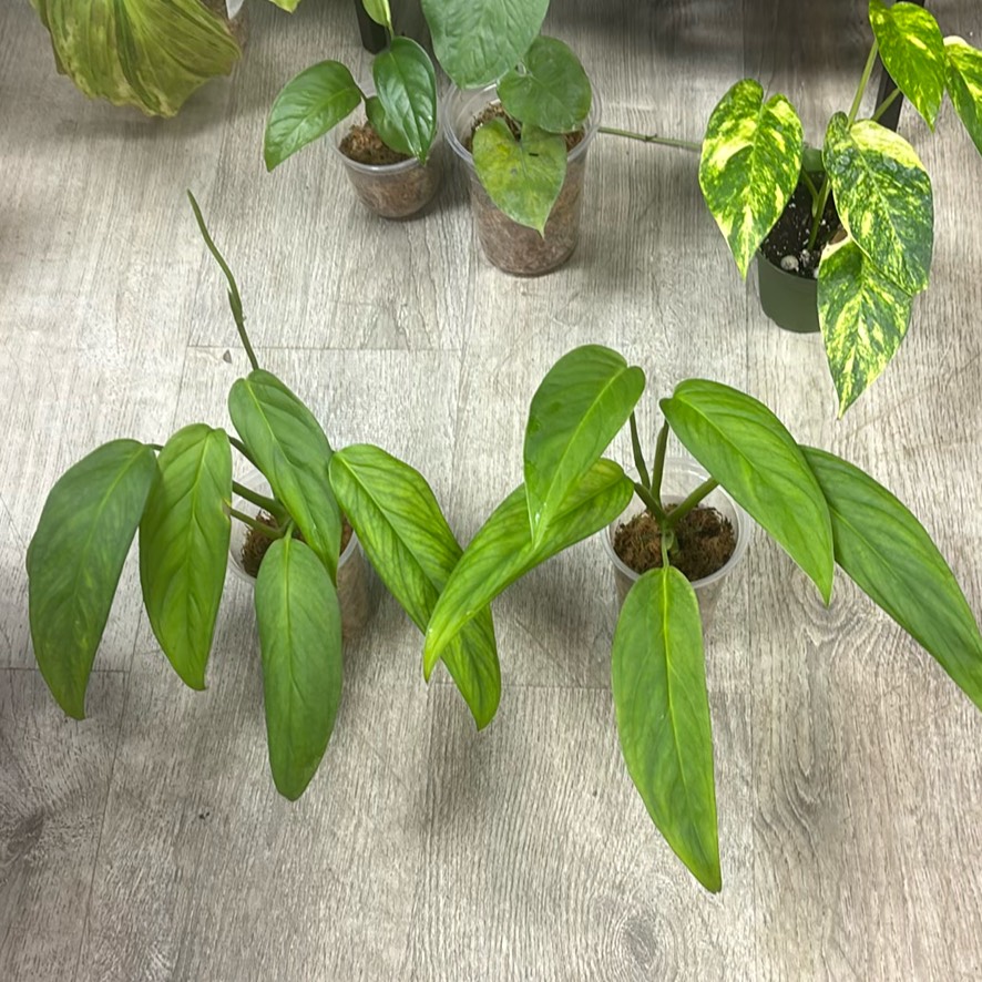 Monstera Obliqua sp Columbia 4” - Grower’s Choice