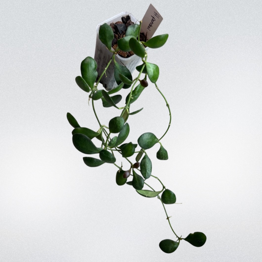 Hoya panchoi