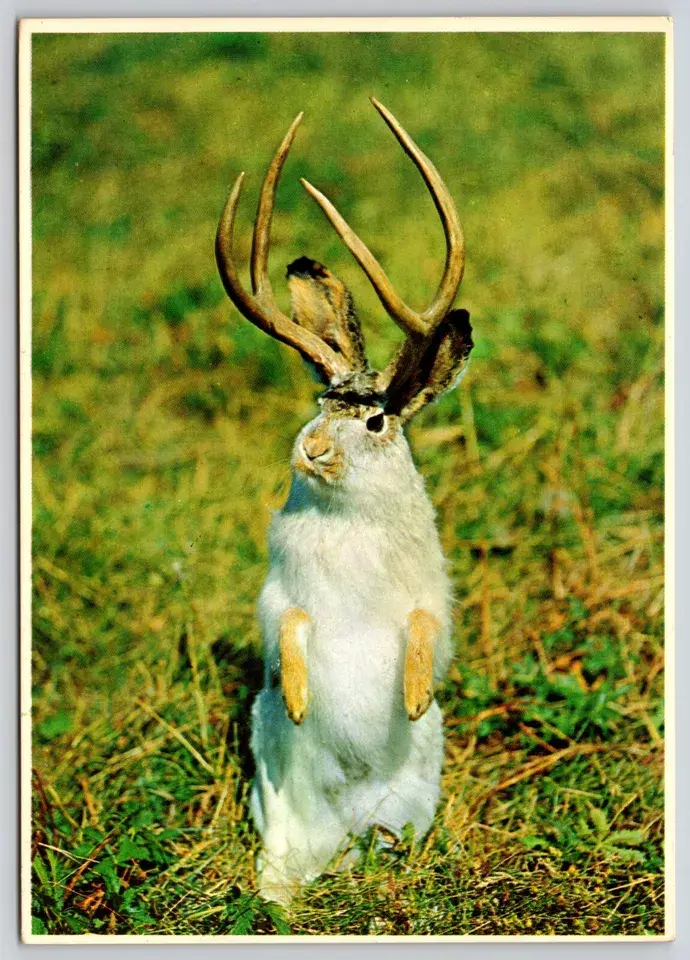 Postcard The Western Jackalope Cryptozoology Mythology Bourbon-Beer ...