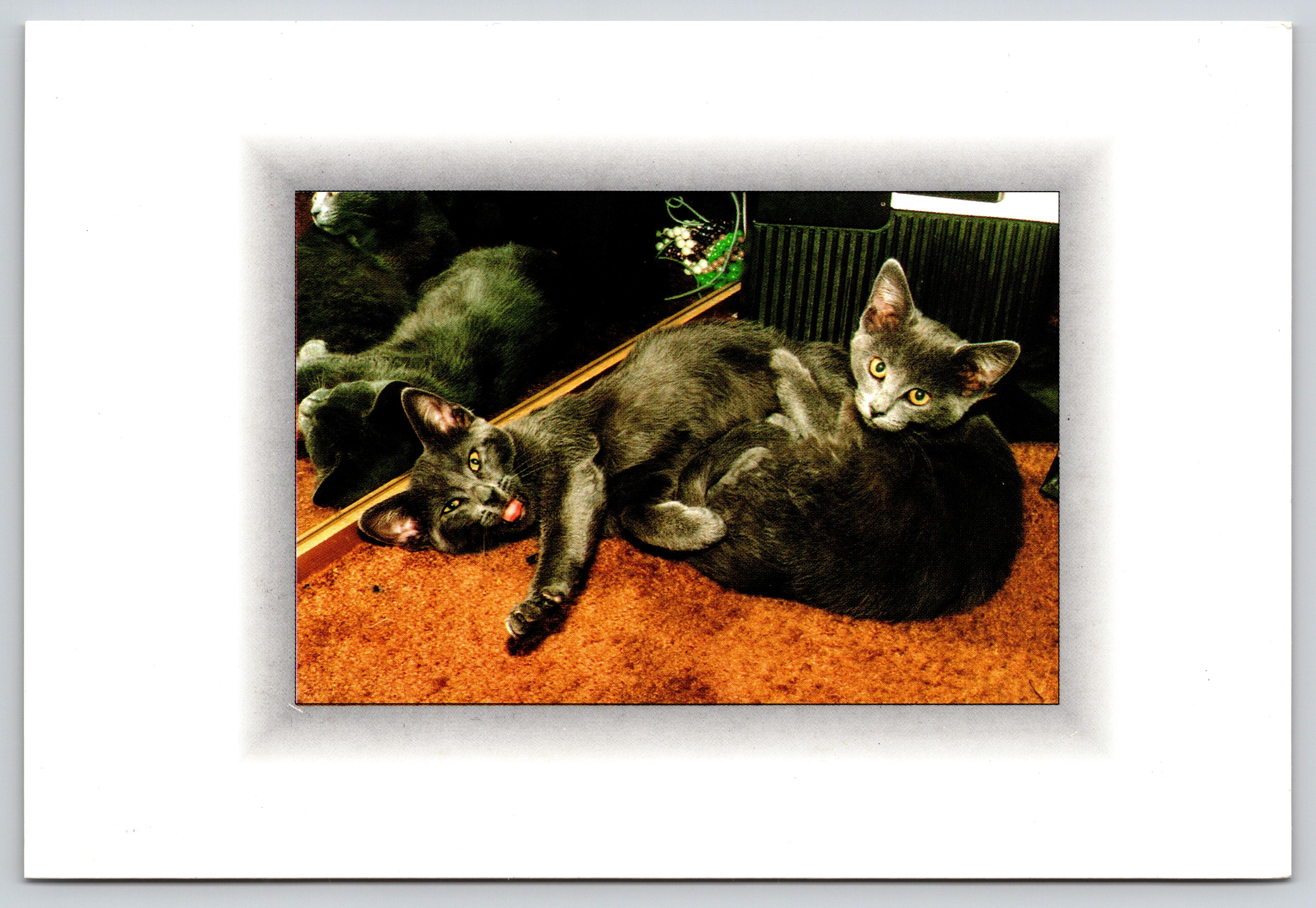 Postcard Pair of Russian Blue Kittens Liz Lorton Felis catus 1995 Cats ...