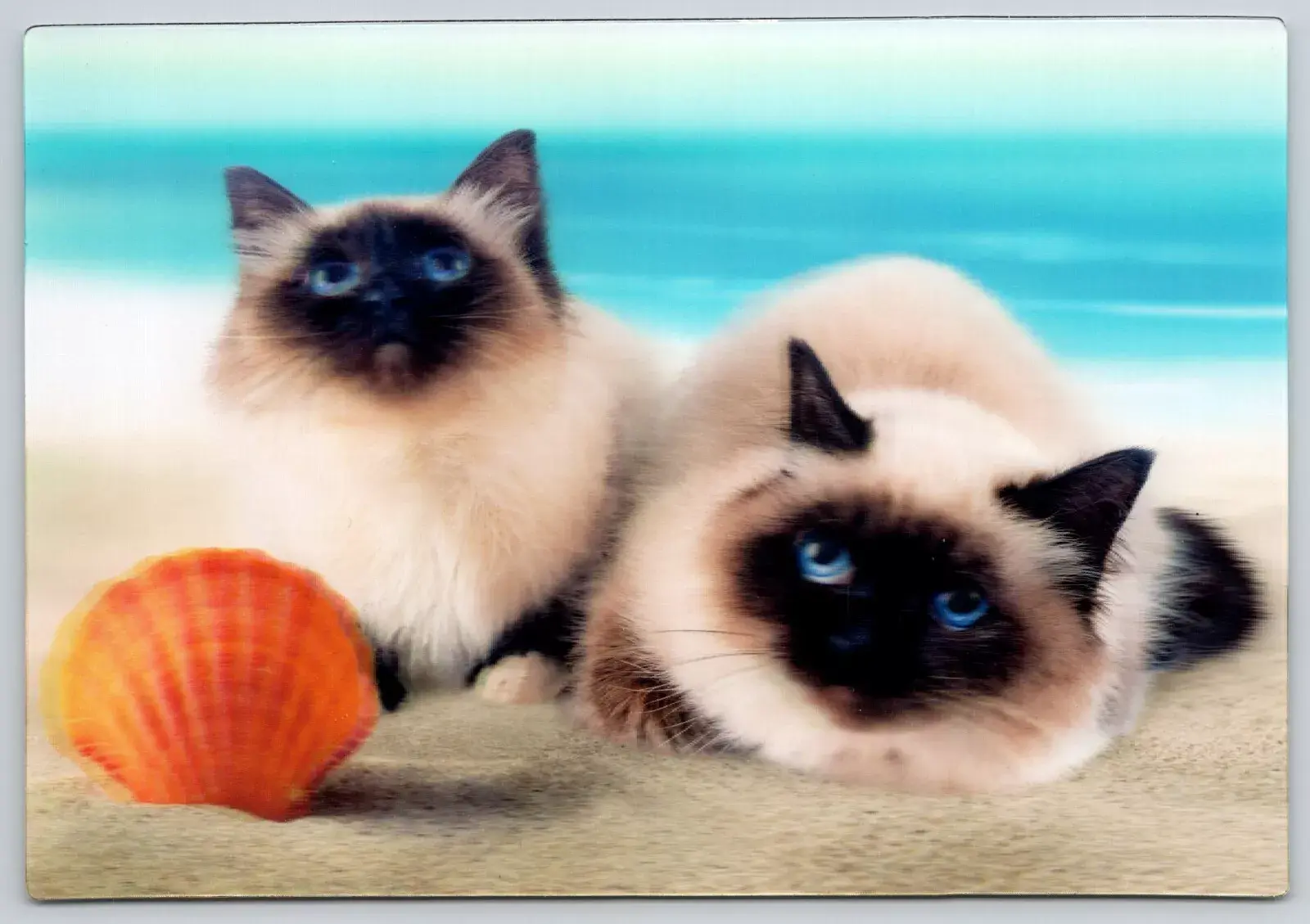 Postcard Siamese Cats with Scallop Shell on Beach 3D Lenticular Felis ...