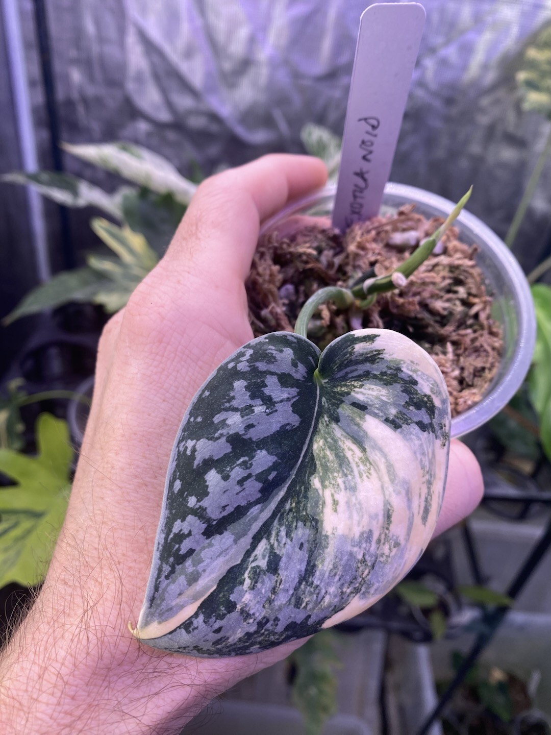 Variegated Scindapsus Exotica NOID aurea