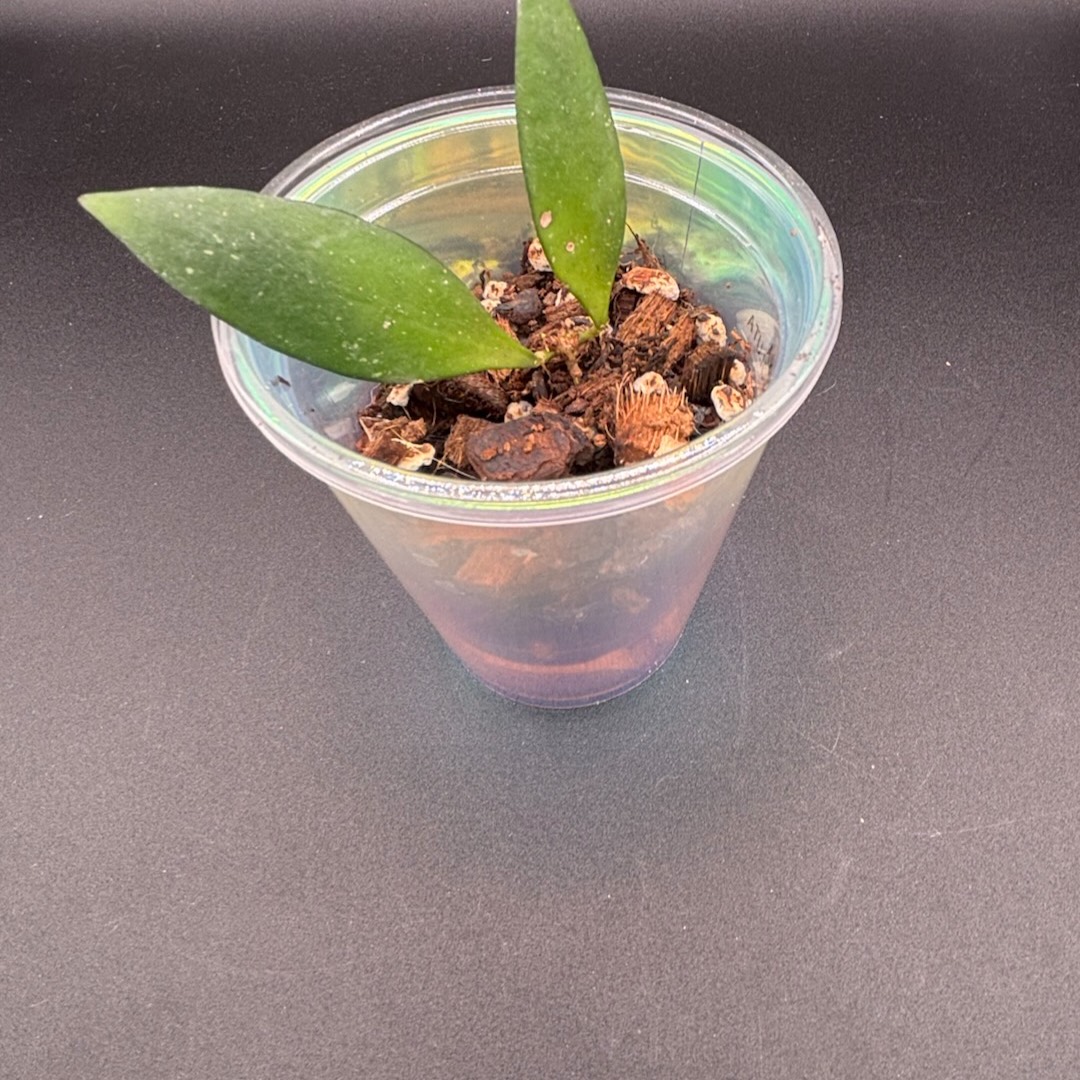 Hoya revoluta