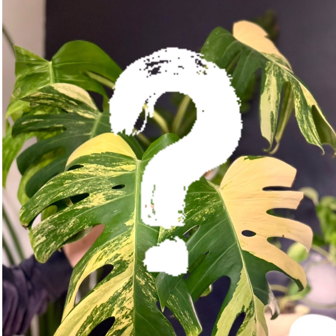 Monstera Mystery Bundle
