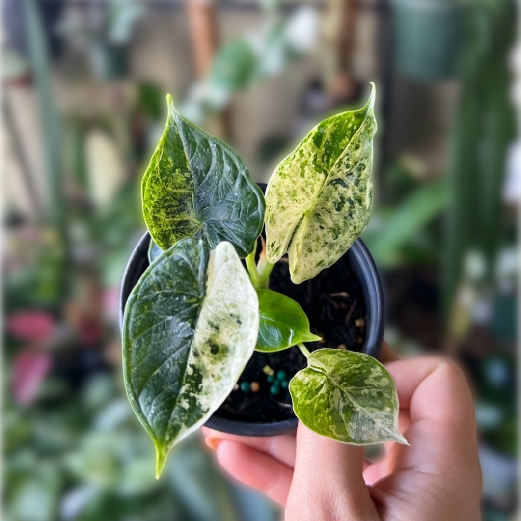 Alocasia Dragon Scale Mint