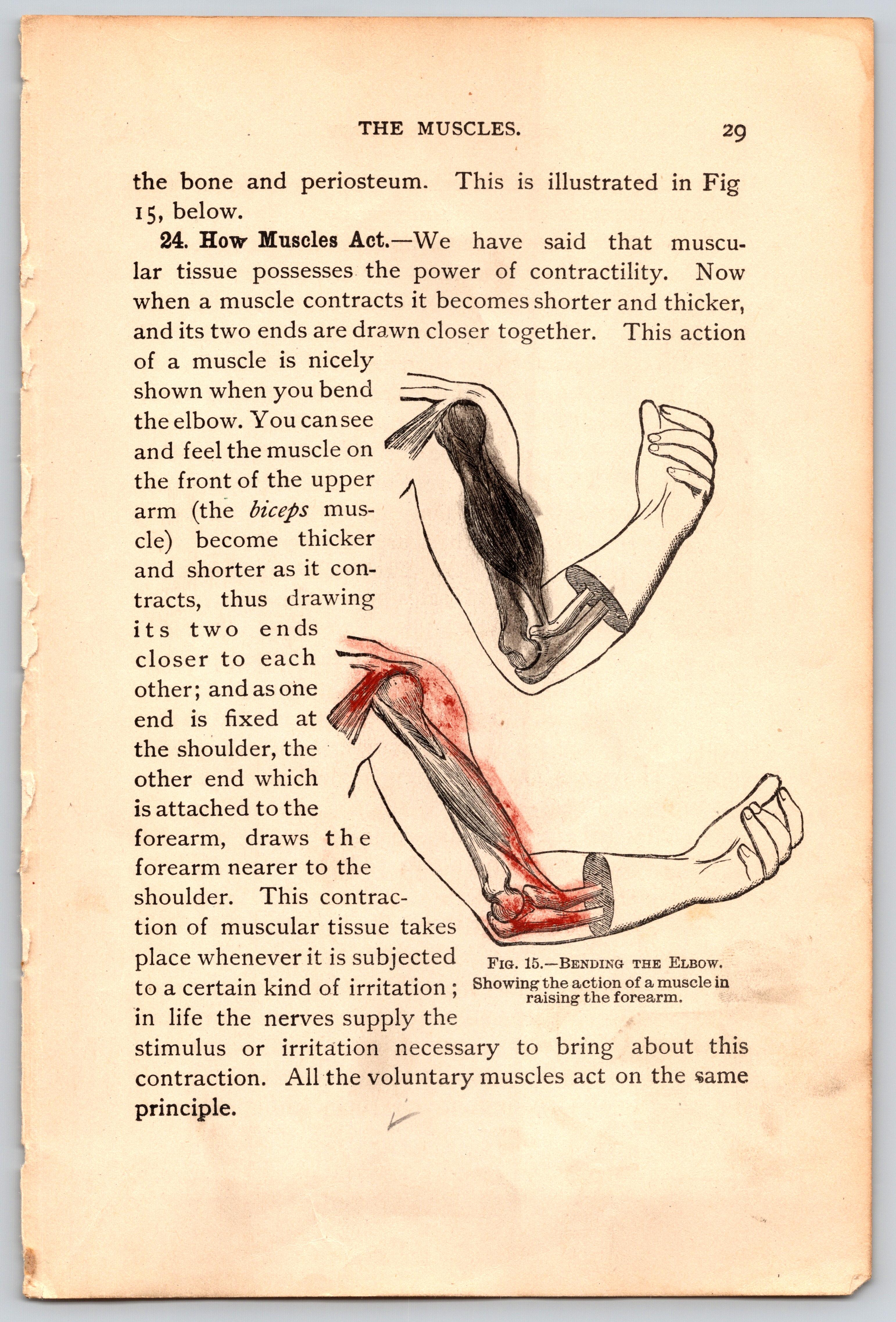 Arm Muscles Hand Ephemera Human Anatomy Scientific Illustration Junk ...