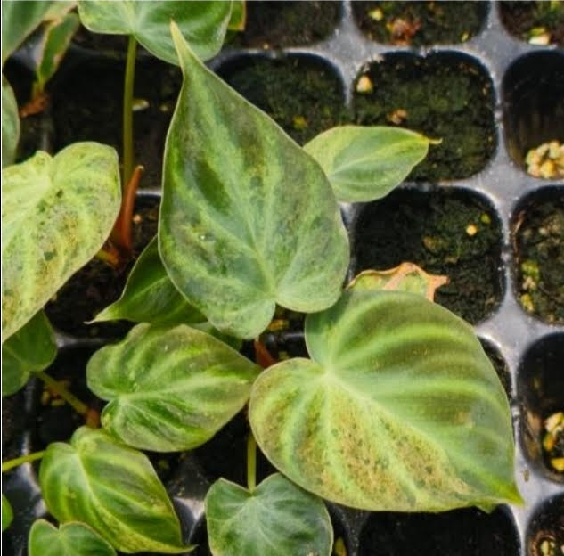 (10 Units) Philodendron Verrucosum Variegated Tissue Cutlures