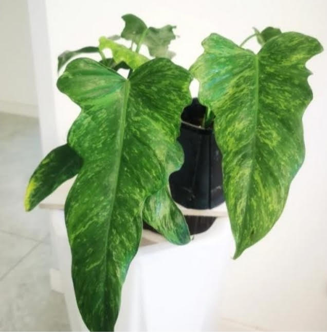 (50 Units) Philodendron Mottled Dragon Variegated Tissue Cultures