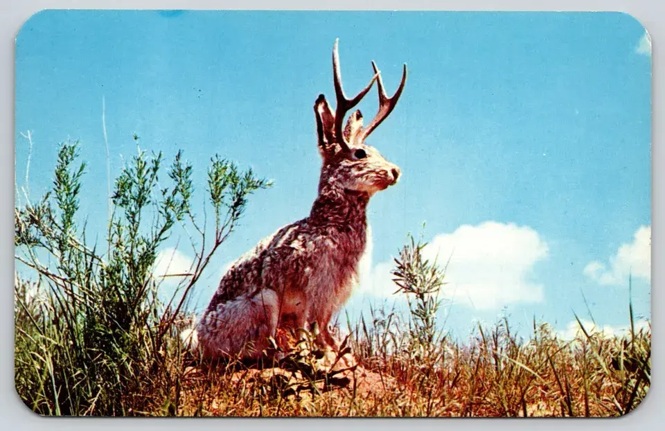 Postcard The Jackalope Western Humor Cryptozoology Cryptid Mythology ...