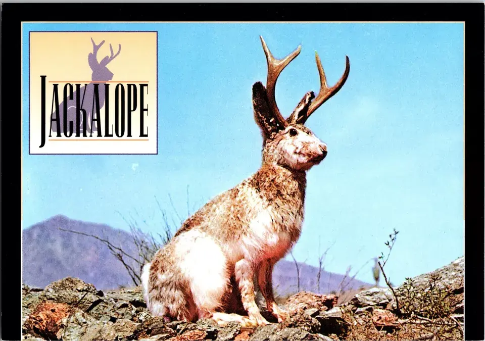 Postcard Wild Jackalope Antelabbit Mythical Creatures - 1336