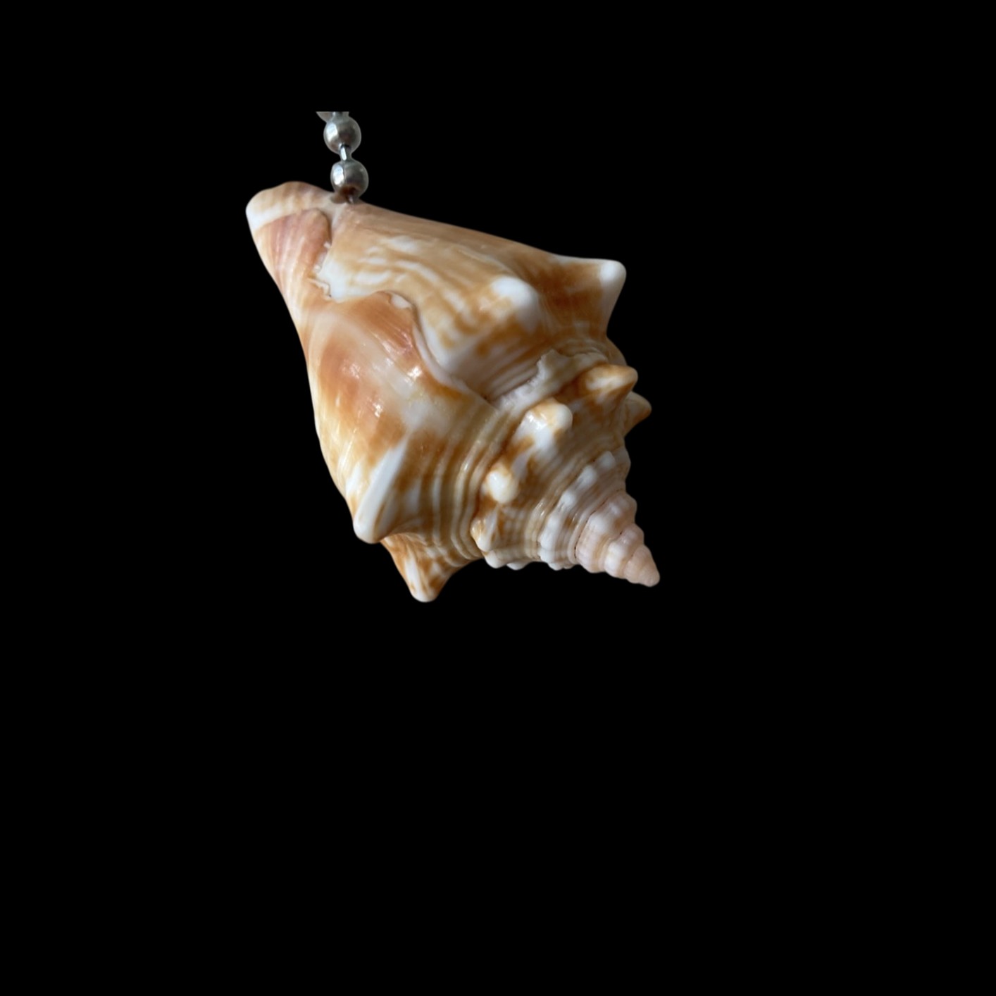 Florida Fighting Conch Shell Fan Pull Extension