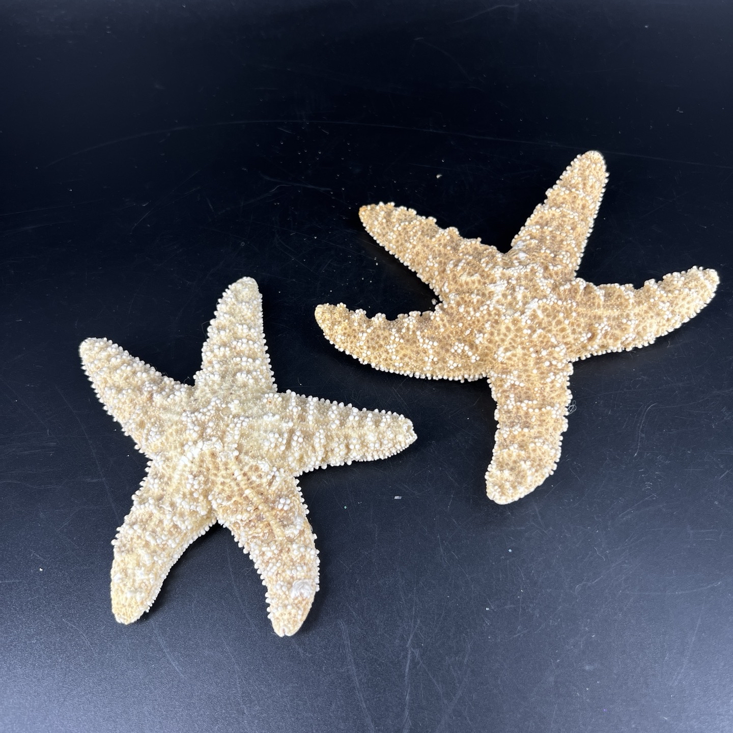 Set 2 Dried Starfish