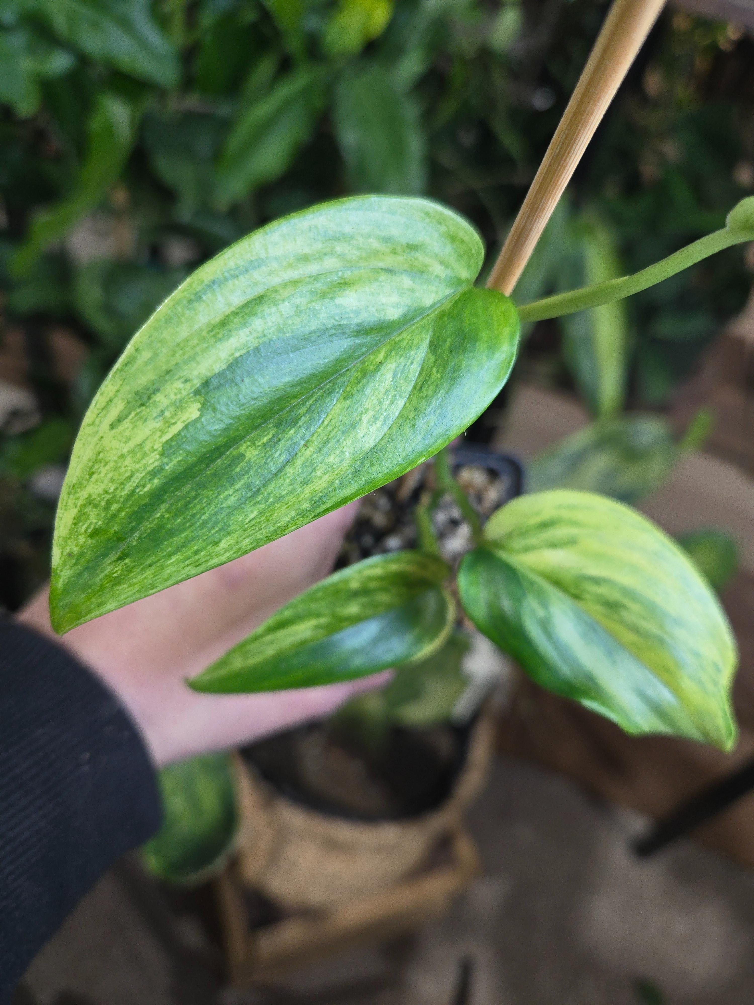 13. Rubicon Albo Scindapsus