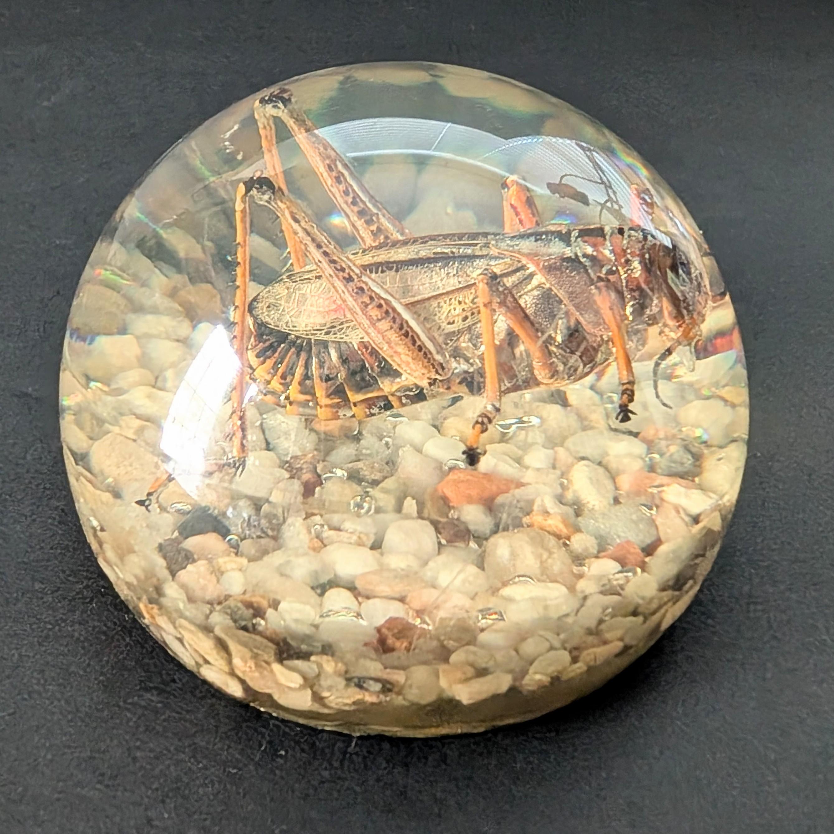 Vtg Real Insect Grasshopper Encased in Lucite Paperweight With Pebbles ...