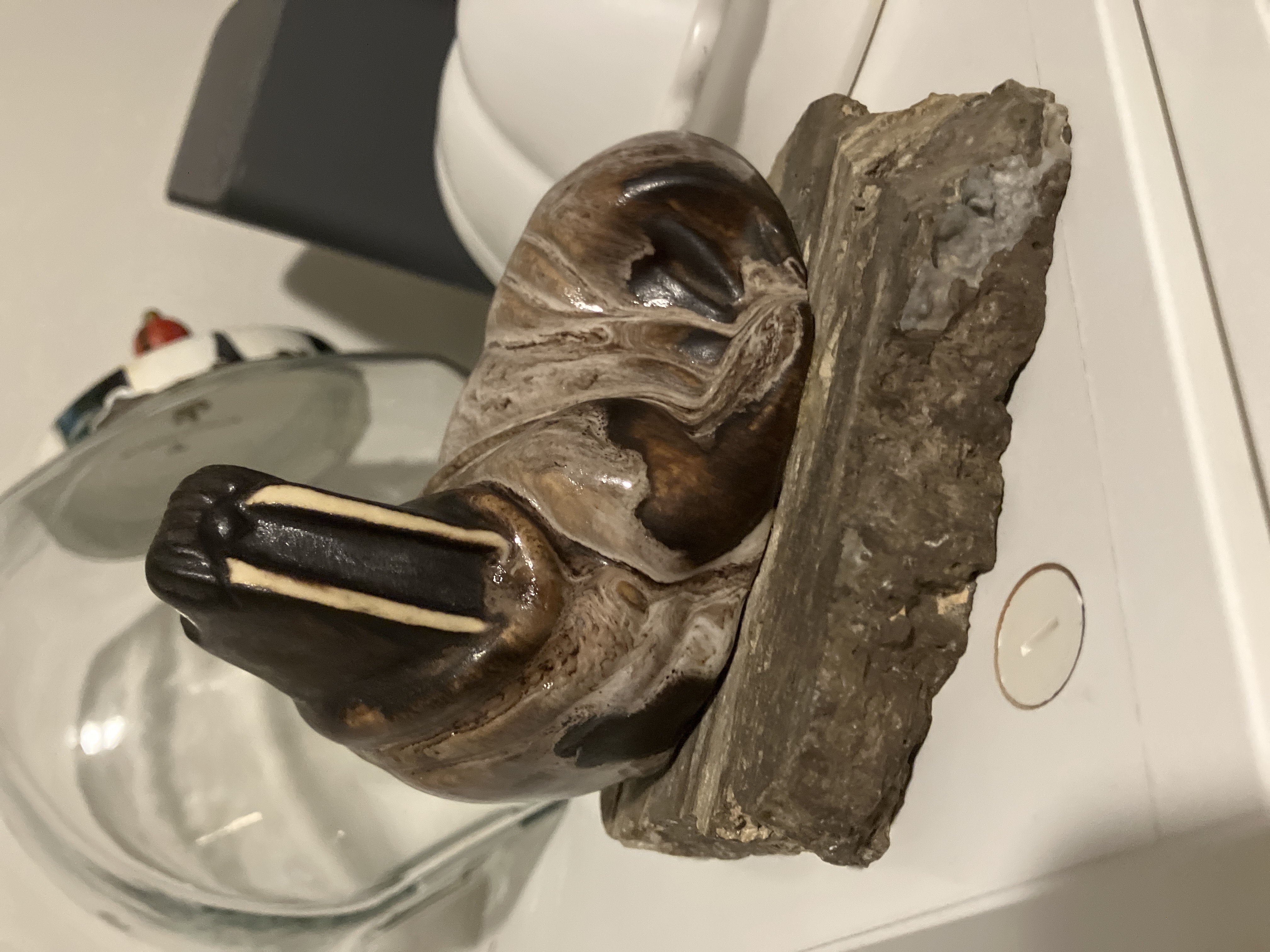 Animals, Animals Everywhere