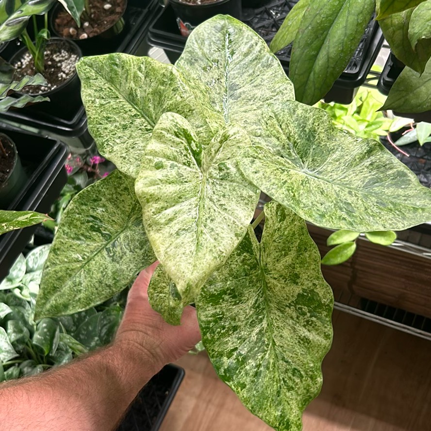 Alocasia Odora Batik 0601