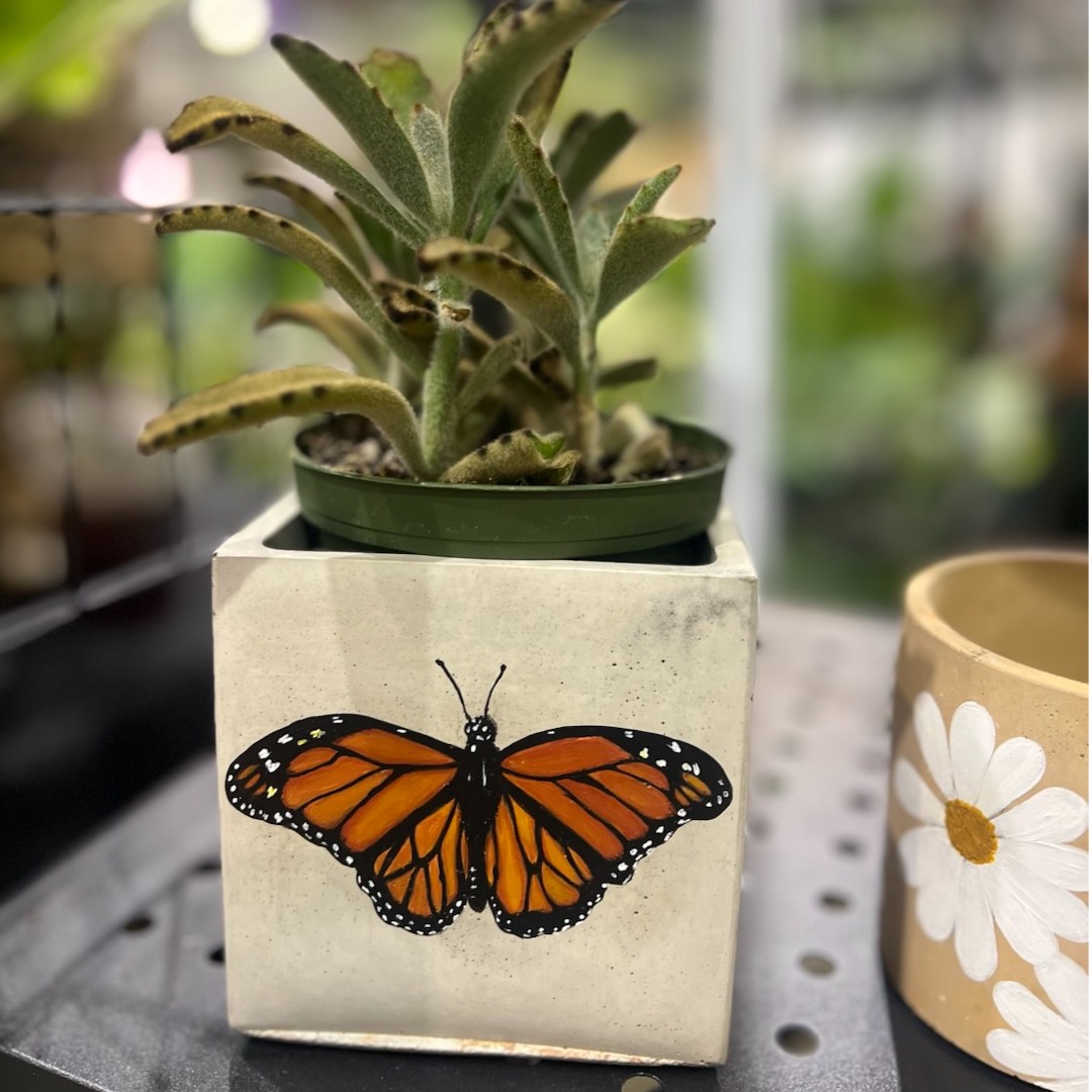 4” Monarch Hand Painted Concrete Planter
