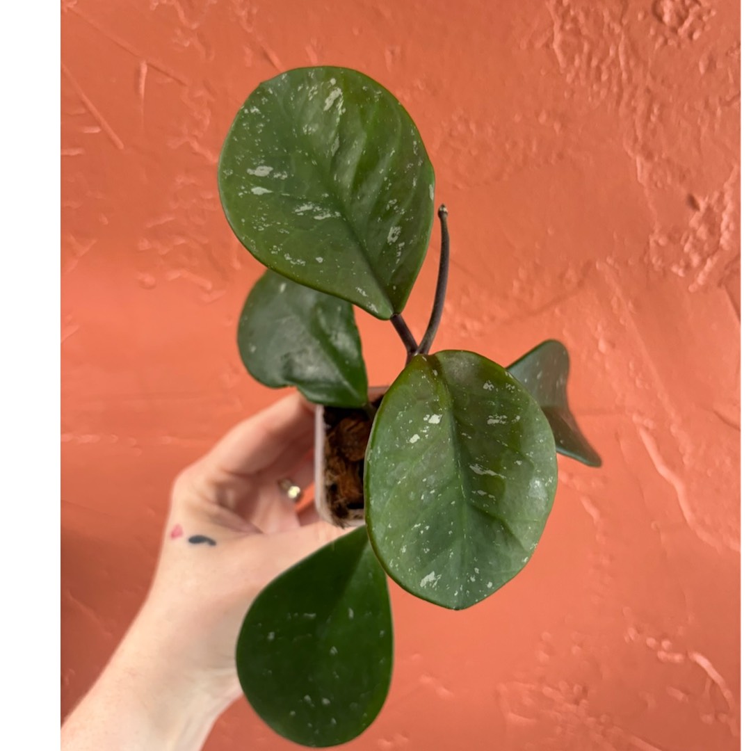 Hoya SMS ‘David’s Green Cup’