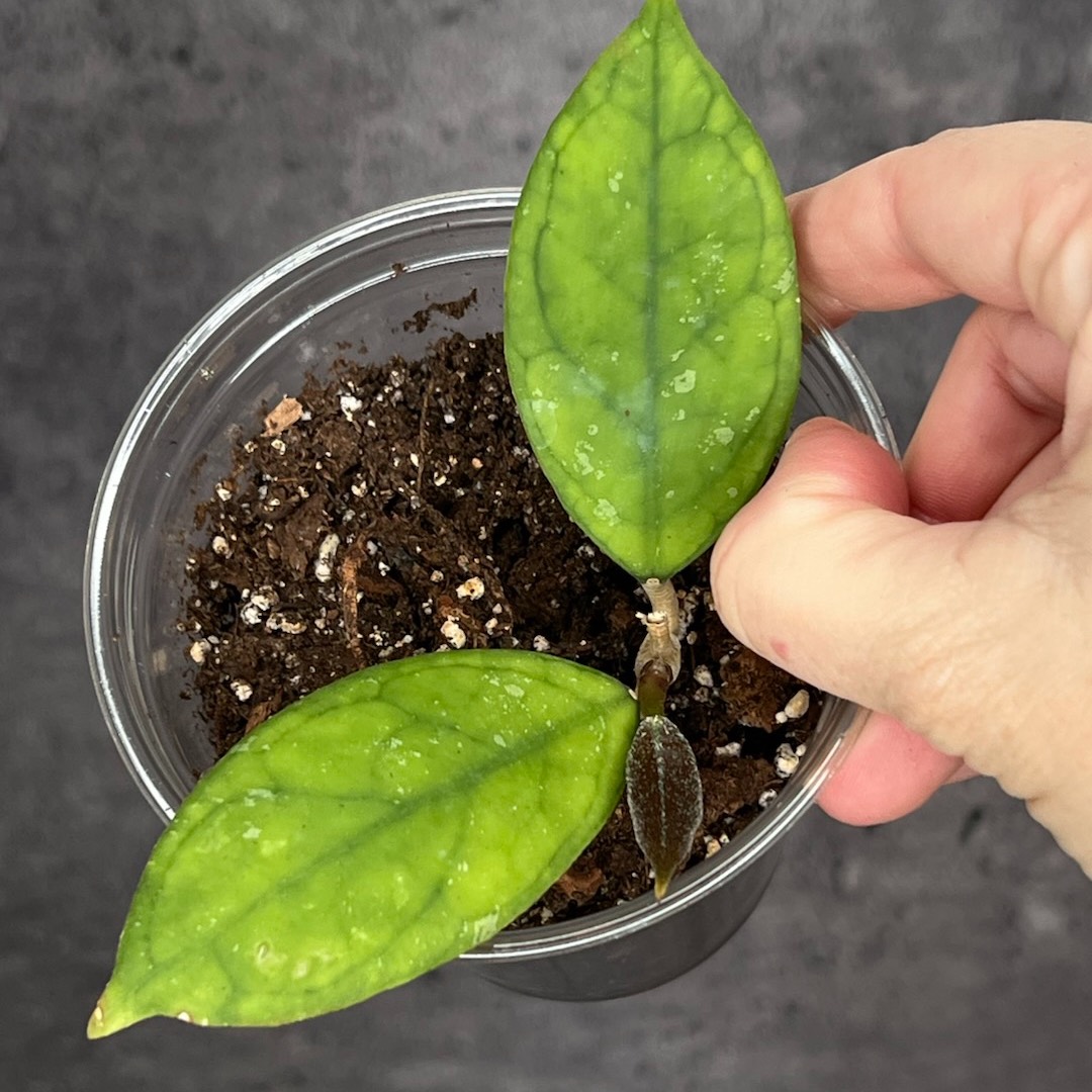 Hoya ‘Irina’