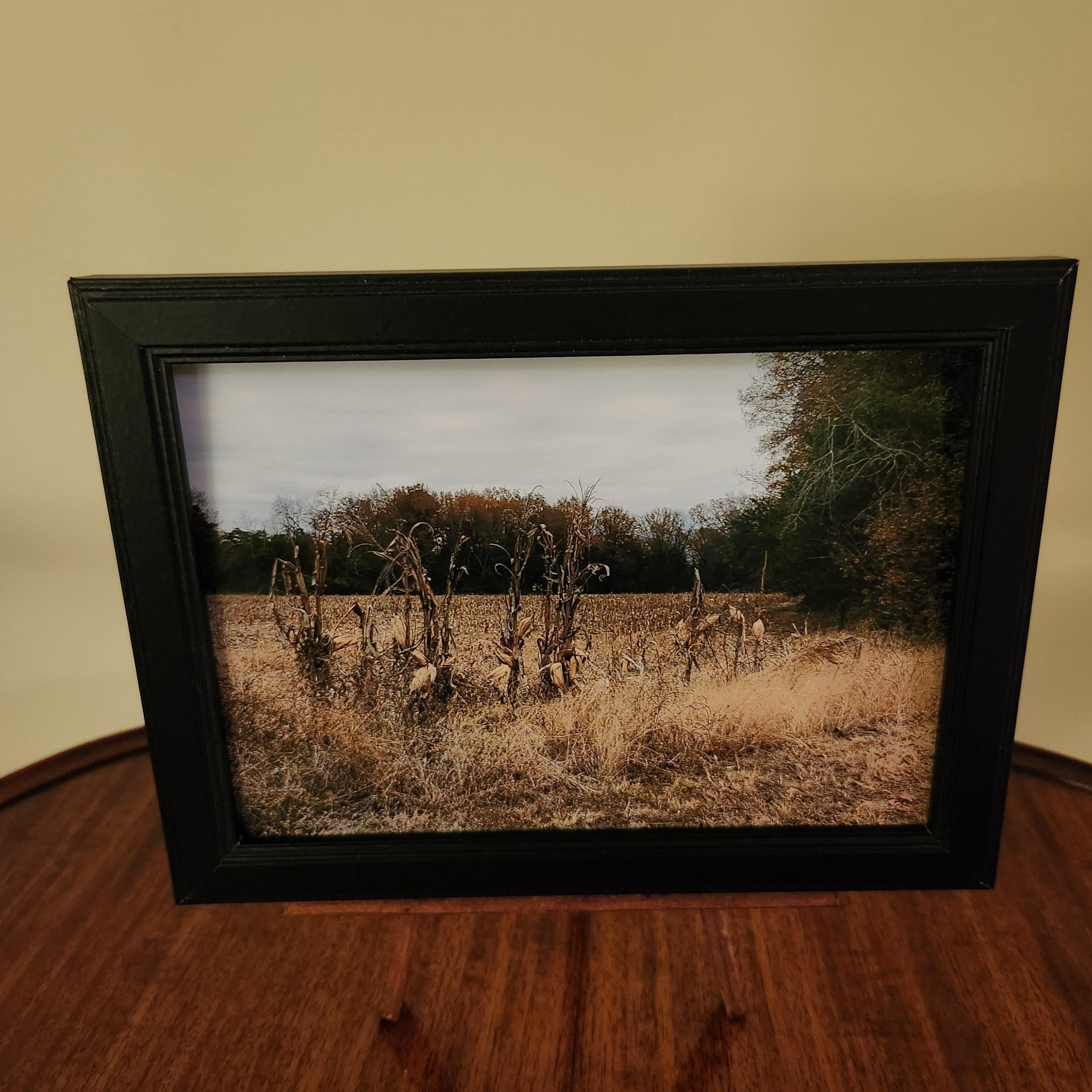 Photograph Of Landscape With Corn Stalks, 5x7, Free Shipping, Frame Not ...
