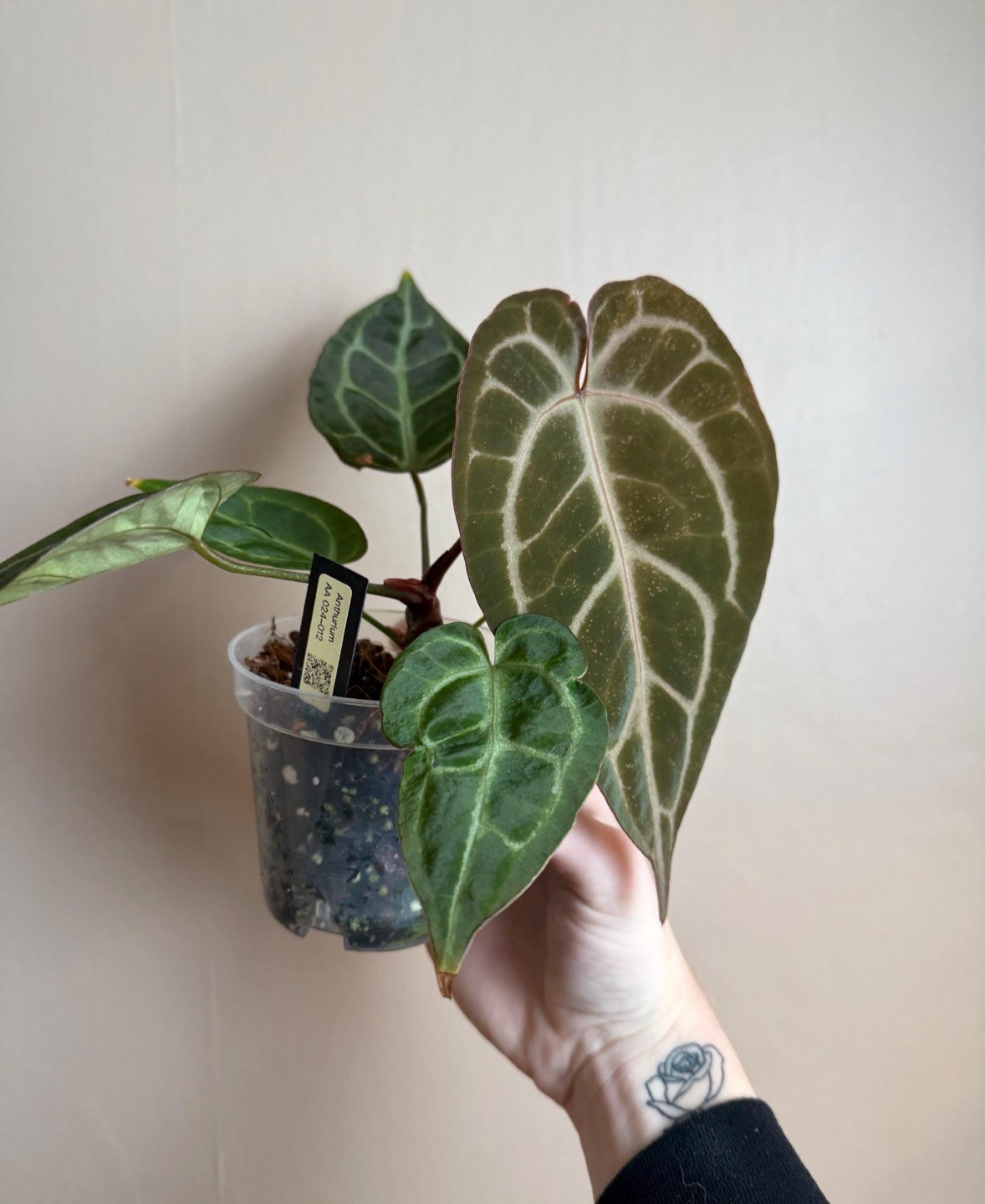 Anthurium (AA 024-012)