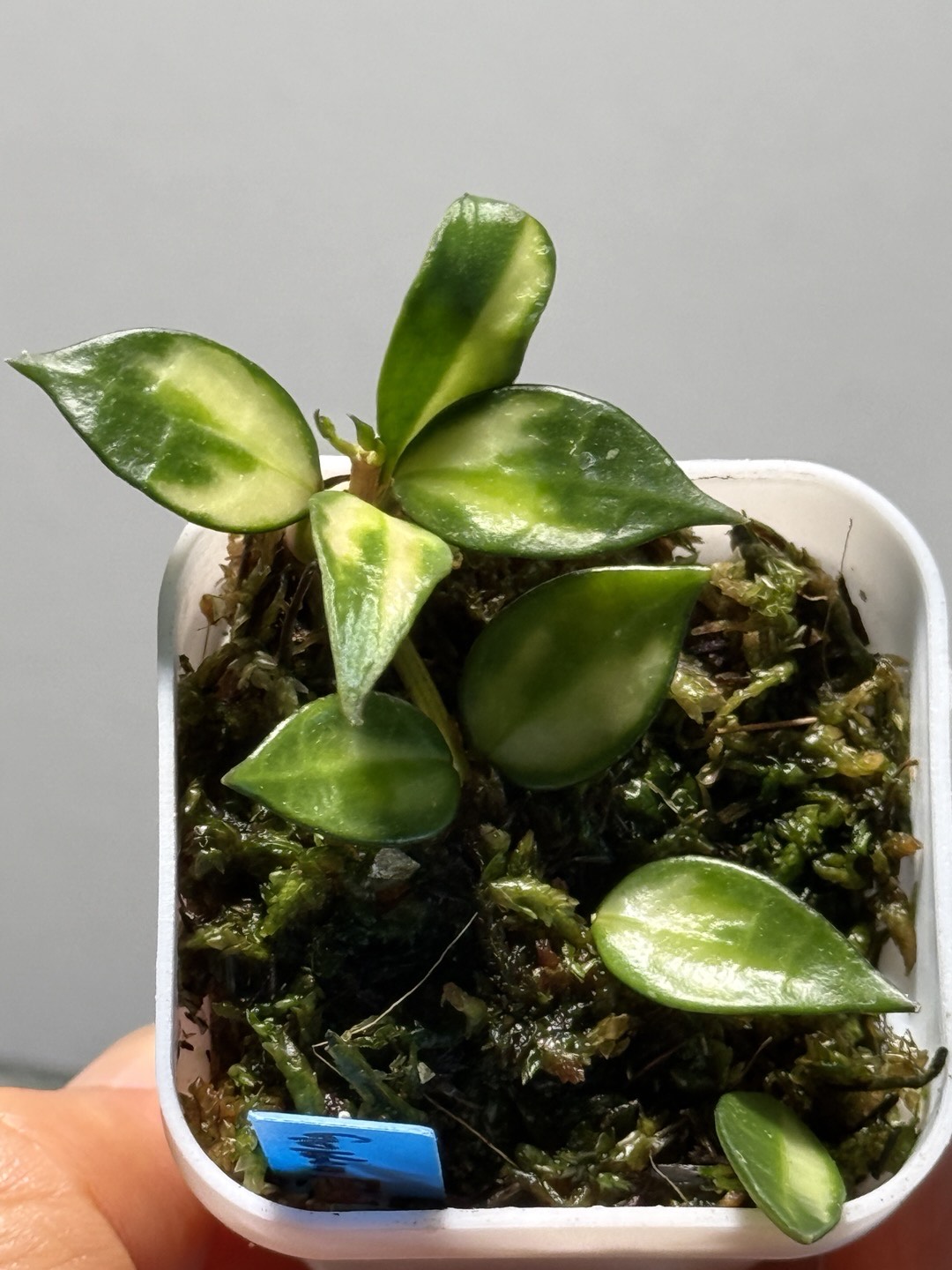 Hoya Golden Flame