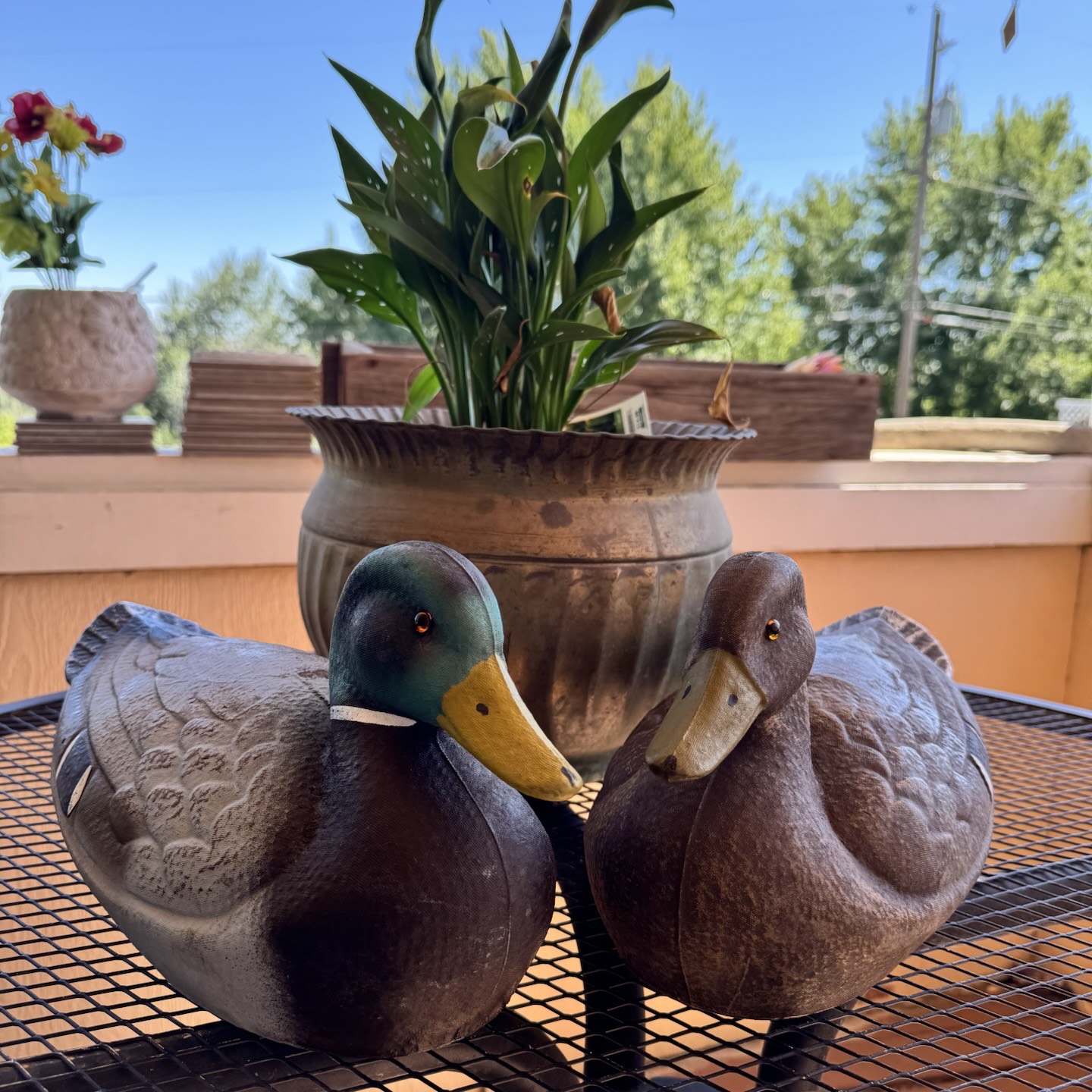 J C Higgins Life‑Like Mallard Drake & Hen Decoy Set 1950s Paper Mache ...