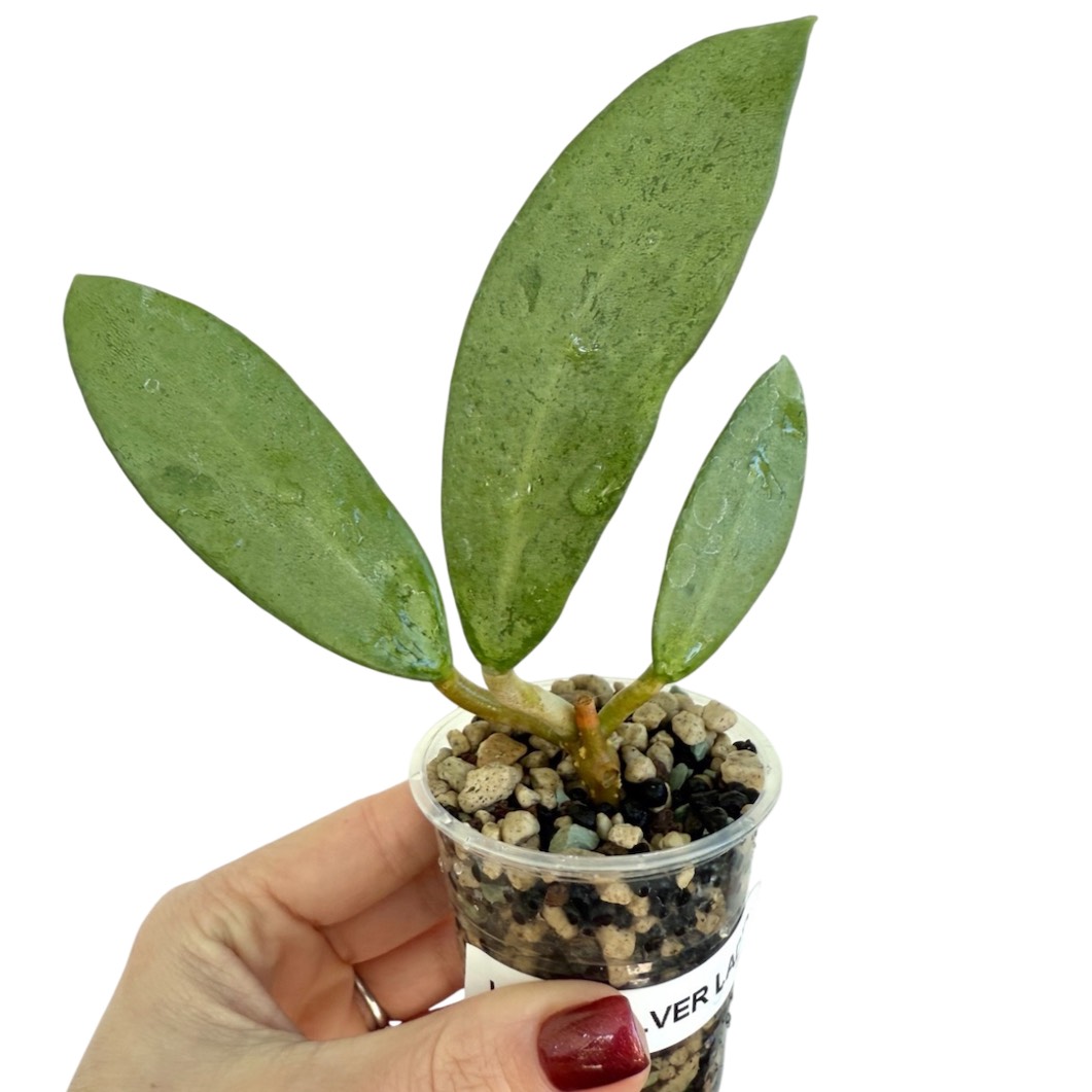 Hoya Silver Lady (Rooted in fluval/pon)