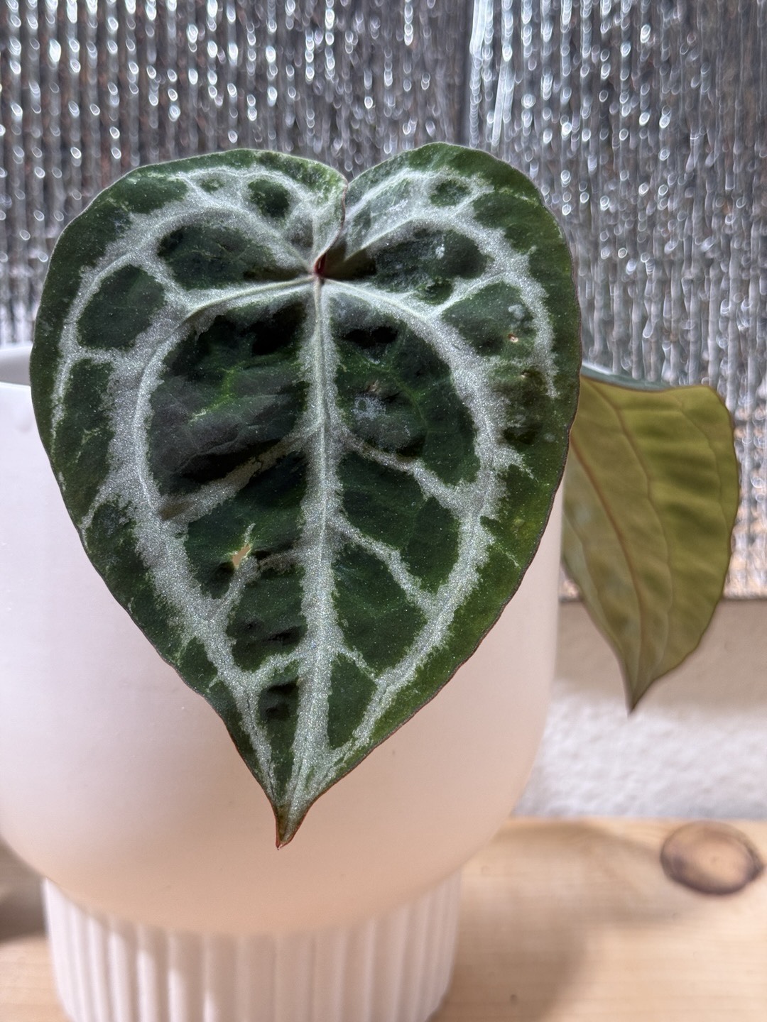 Anthurium Doc Block Michelle