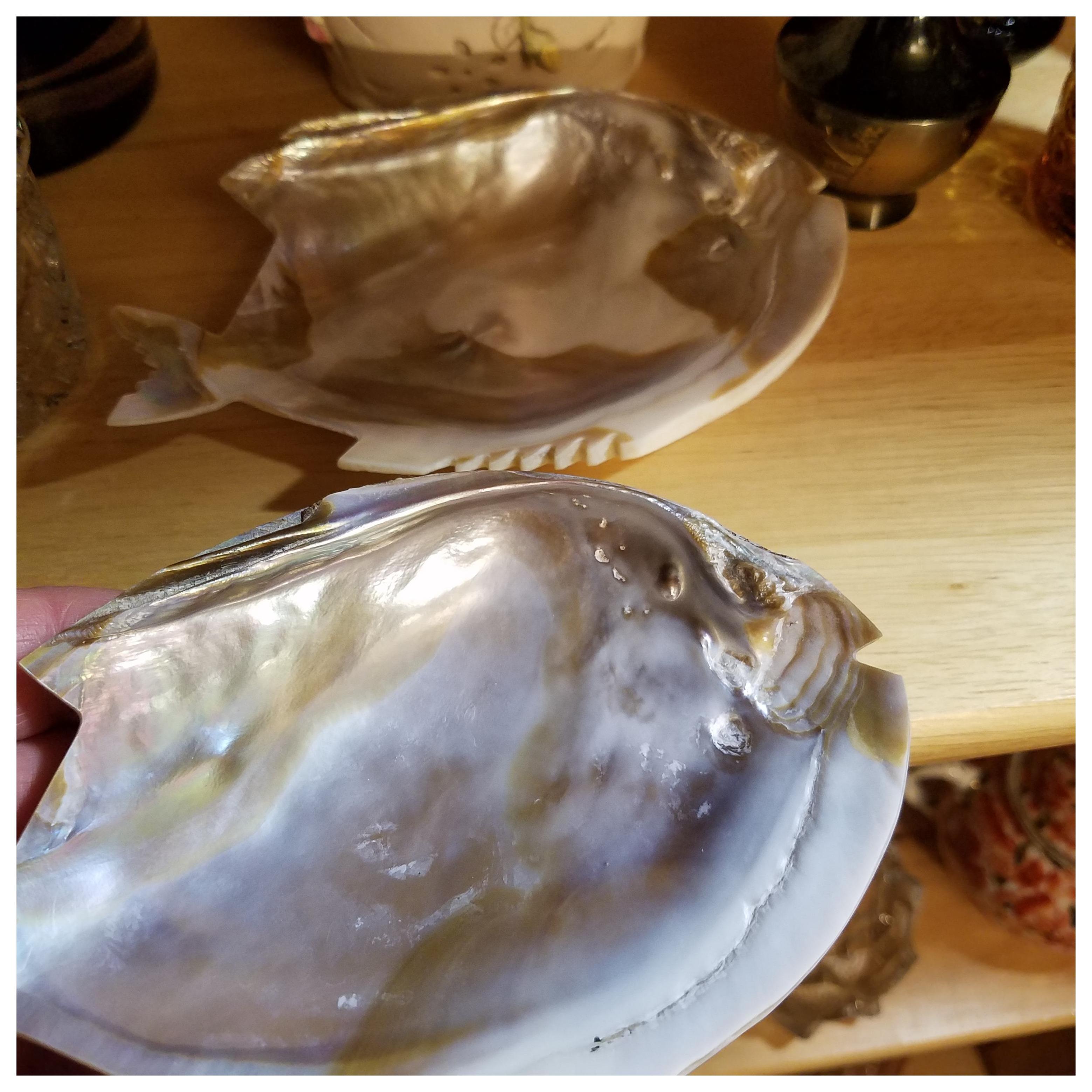 Set of 2 Abalone Shell Fish