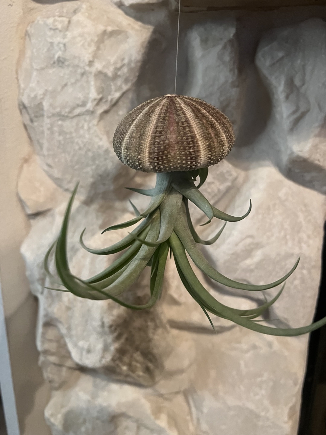 005 Stan The Man Jelly Fish