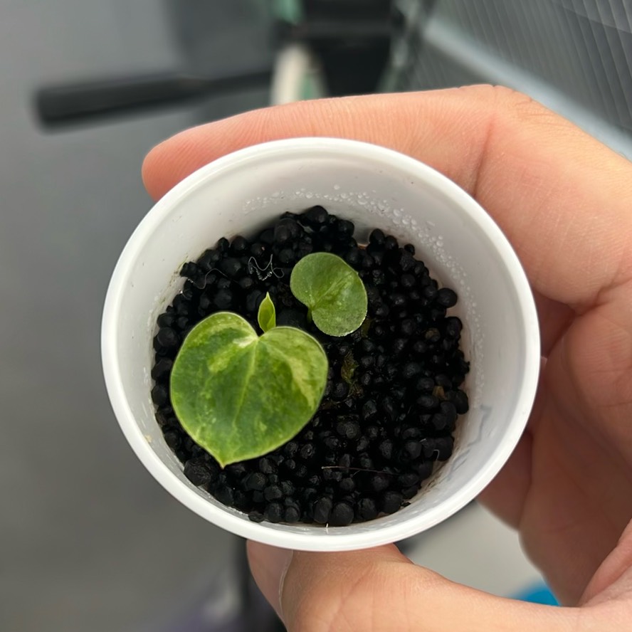 4497 Black Widow Michelle X Zara Michelle