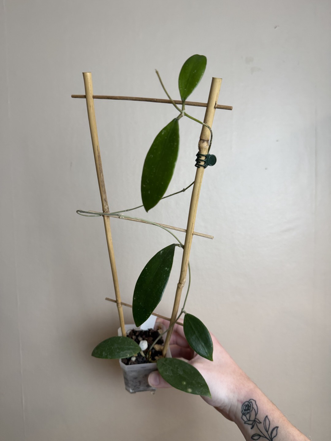 (AH 001) Hoya sp. (Indonesia)