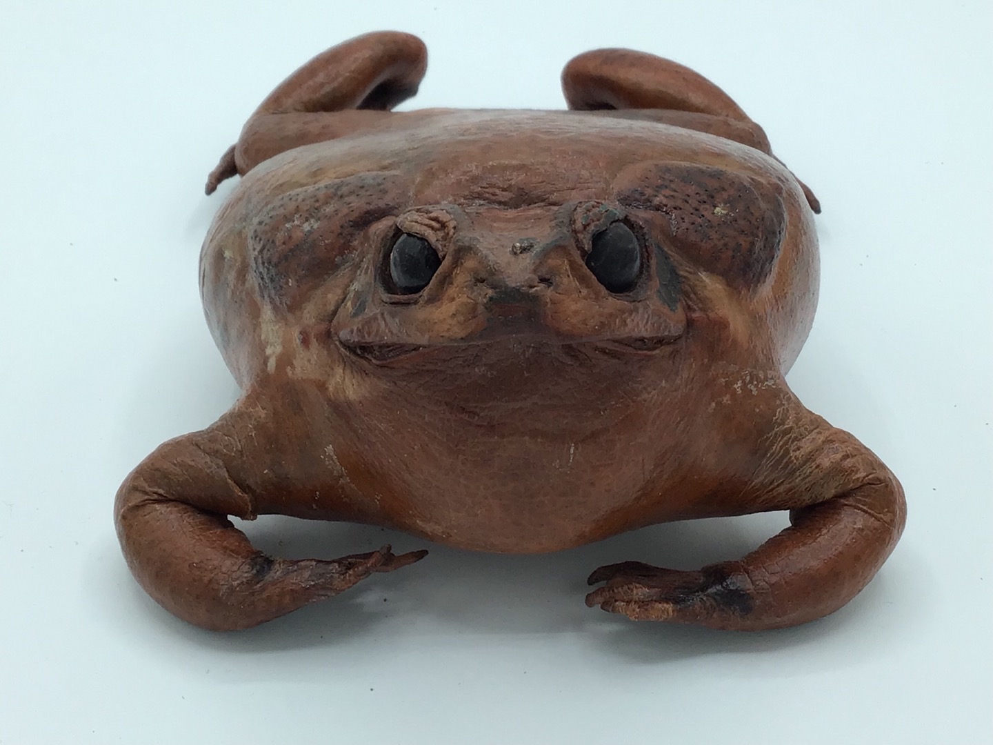 Taxidermy/Leather Bullfrog Folk Art Vintage 60s