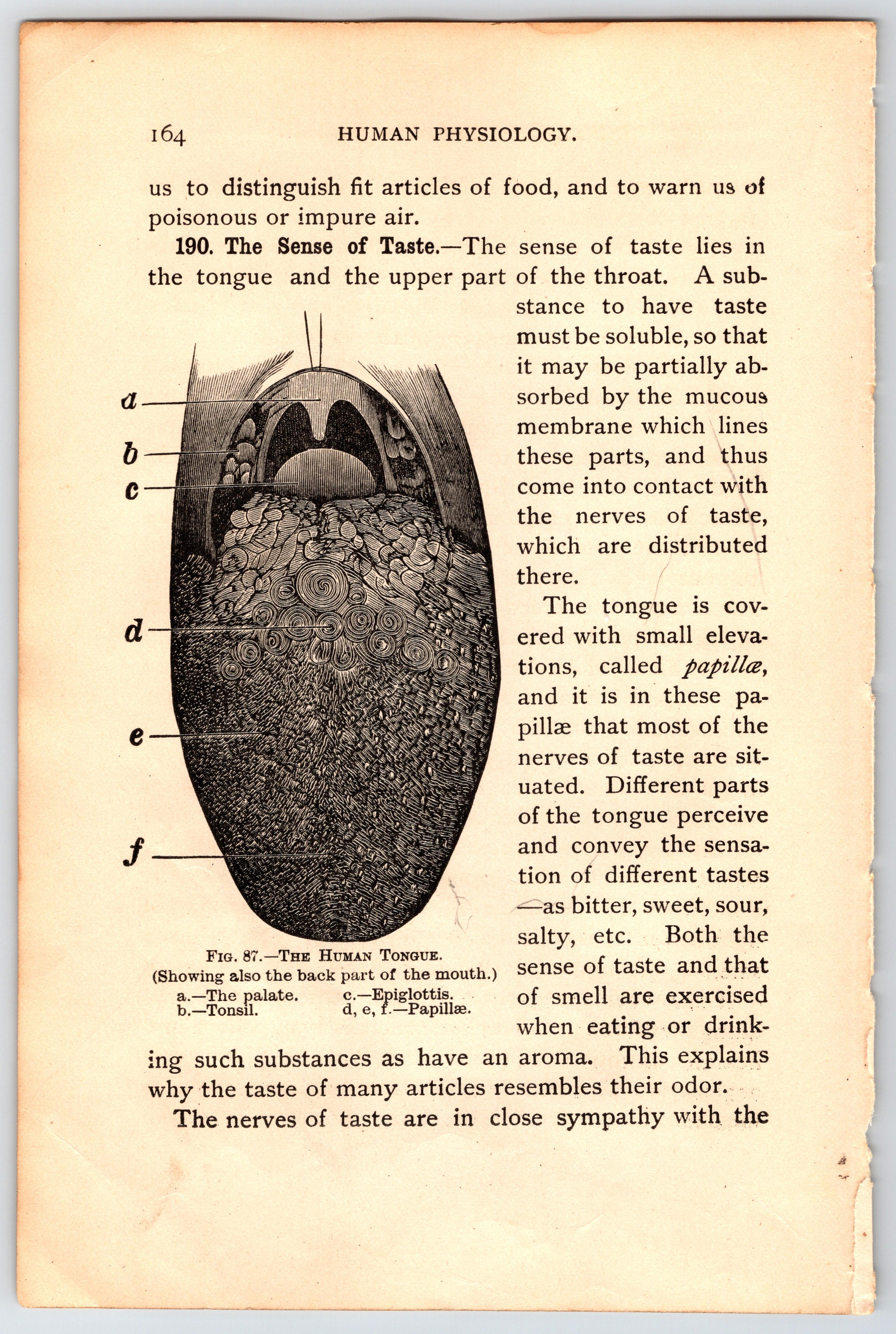 The Senses, Tongue and Nose Ephemera Human Anatomy Scientific ...