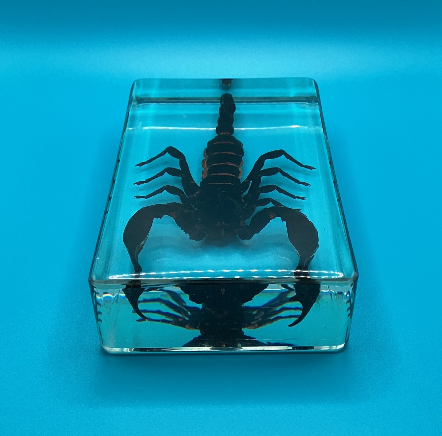 Large Scorpion In Lucite
