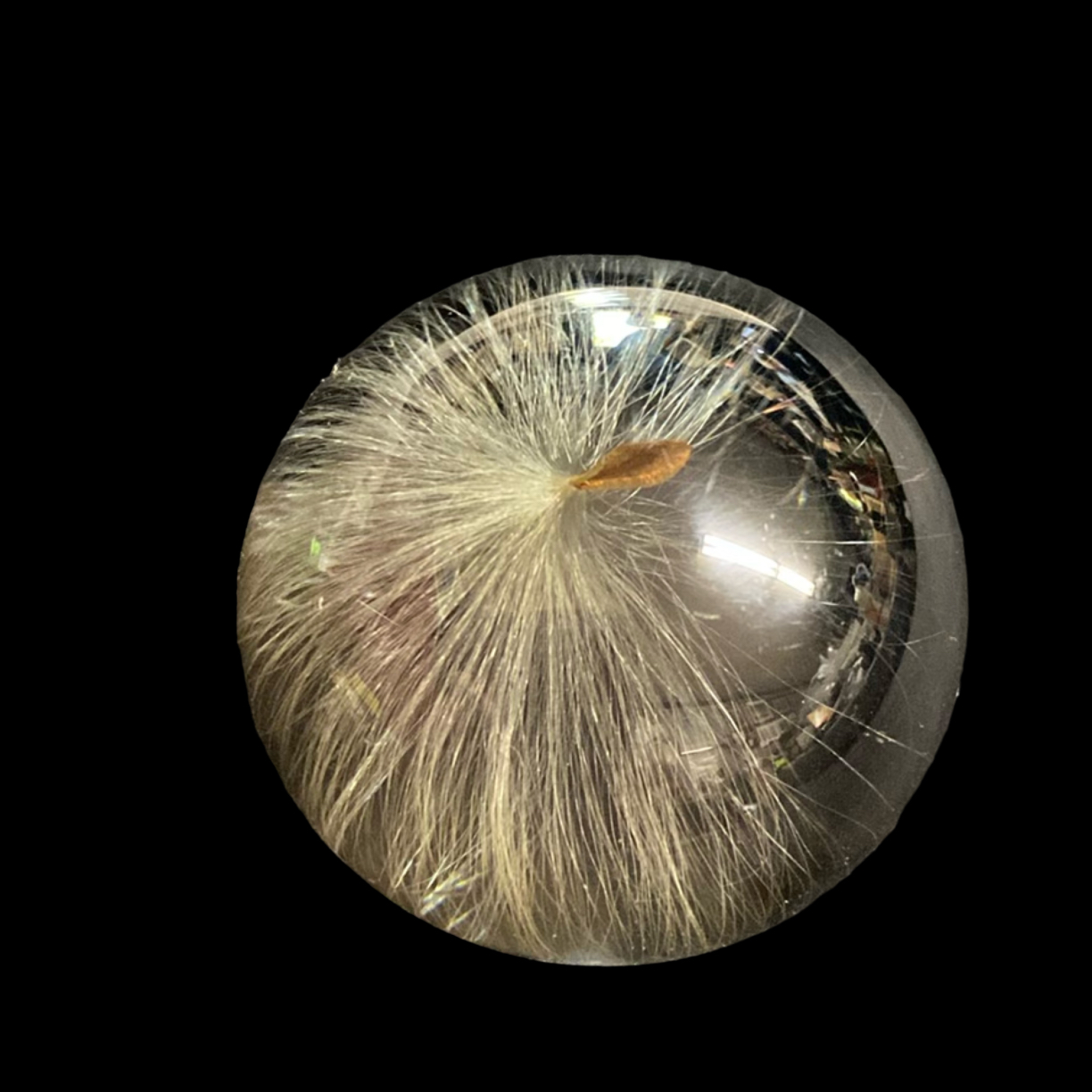 Tarax Infinity Collection Milkweed Seed Paperweight