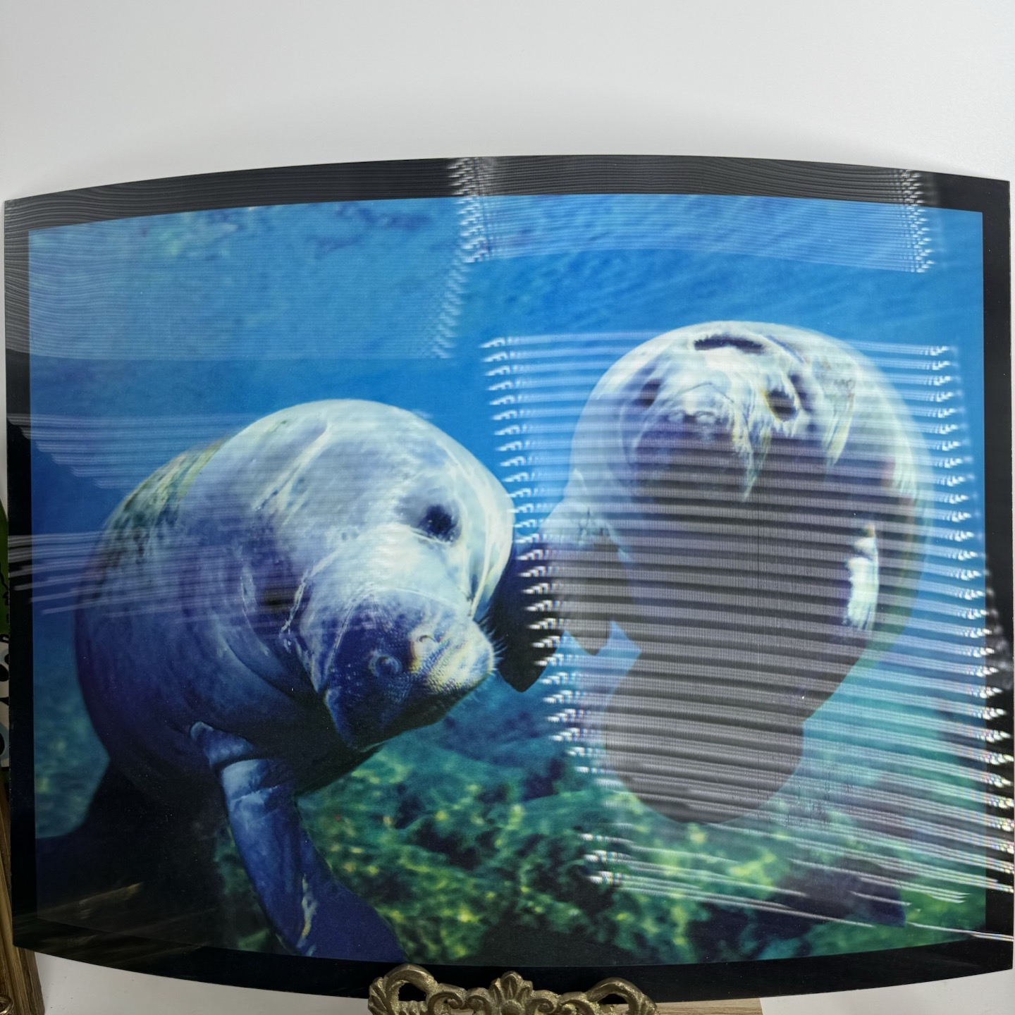 Manatee 3D Lenticular Poster Doug Perrine On Heavy Paperboard