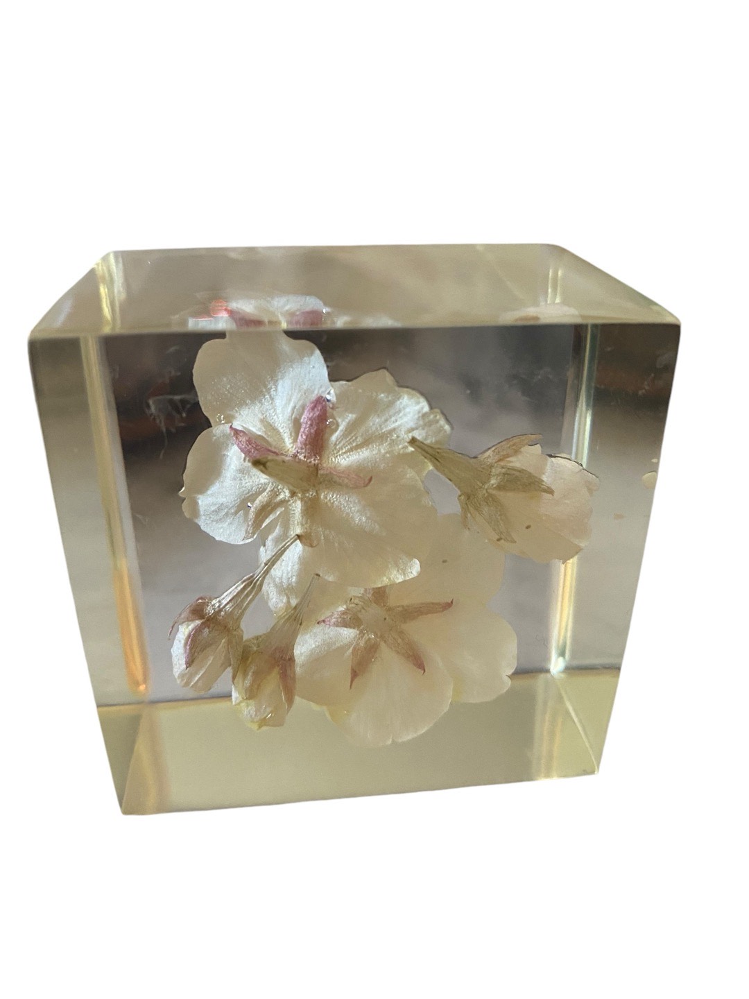 Real Cherry Blossoms Paperweight - Vintage It Glows