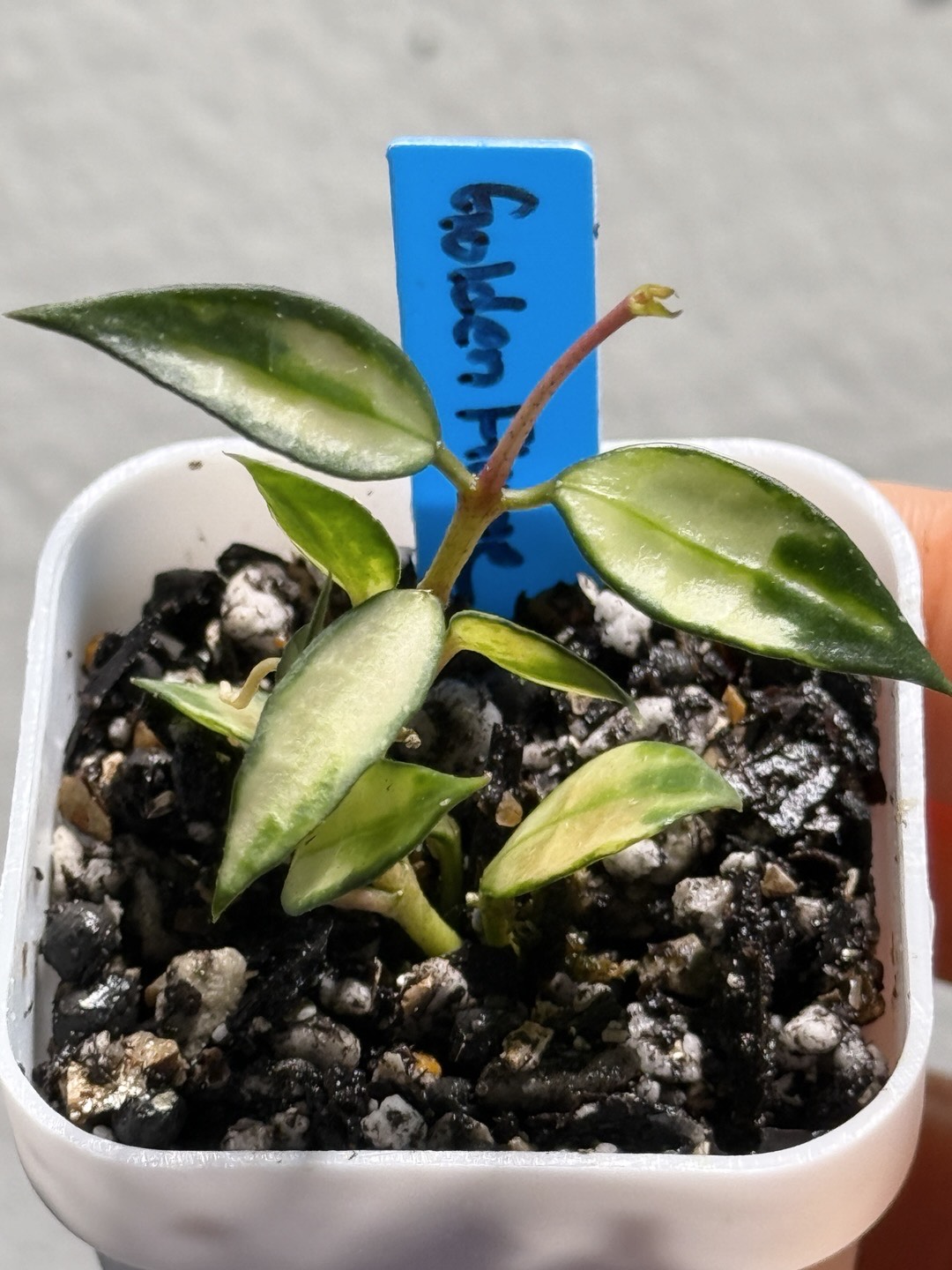 Hoya Golden Flame
