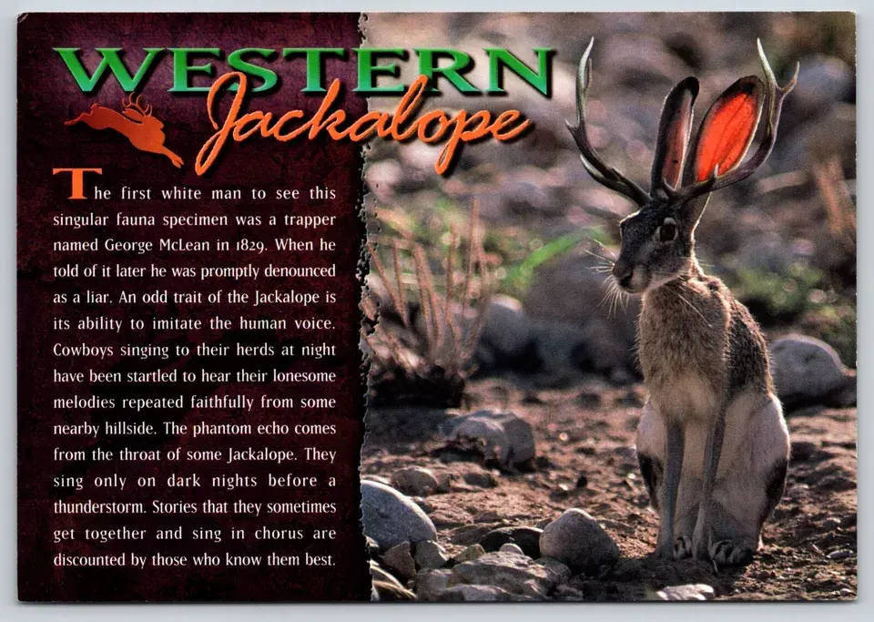 Postcard Western Jackalope Story Cryptozoology Mythology Mythical ...