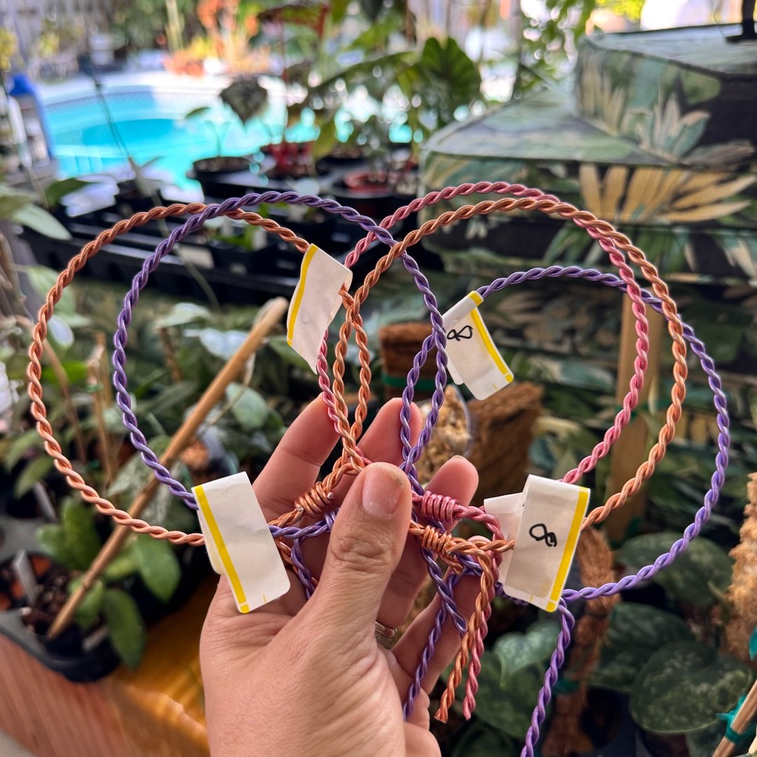 Hoya 5” cooper hoop trellis random color (add on only)