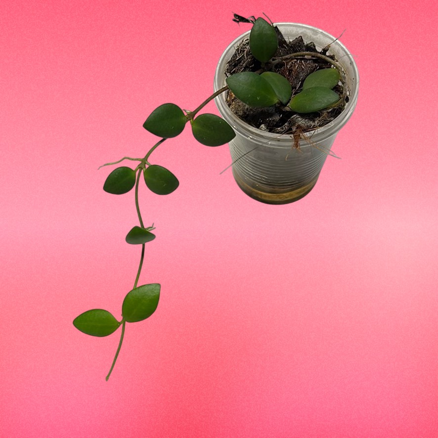 Hoya ‘Mini Pixie’