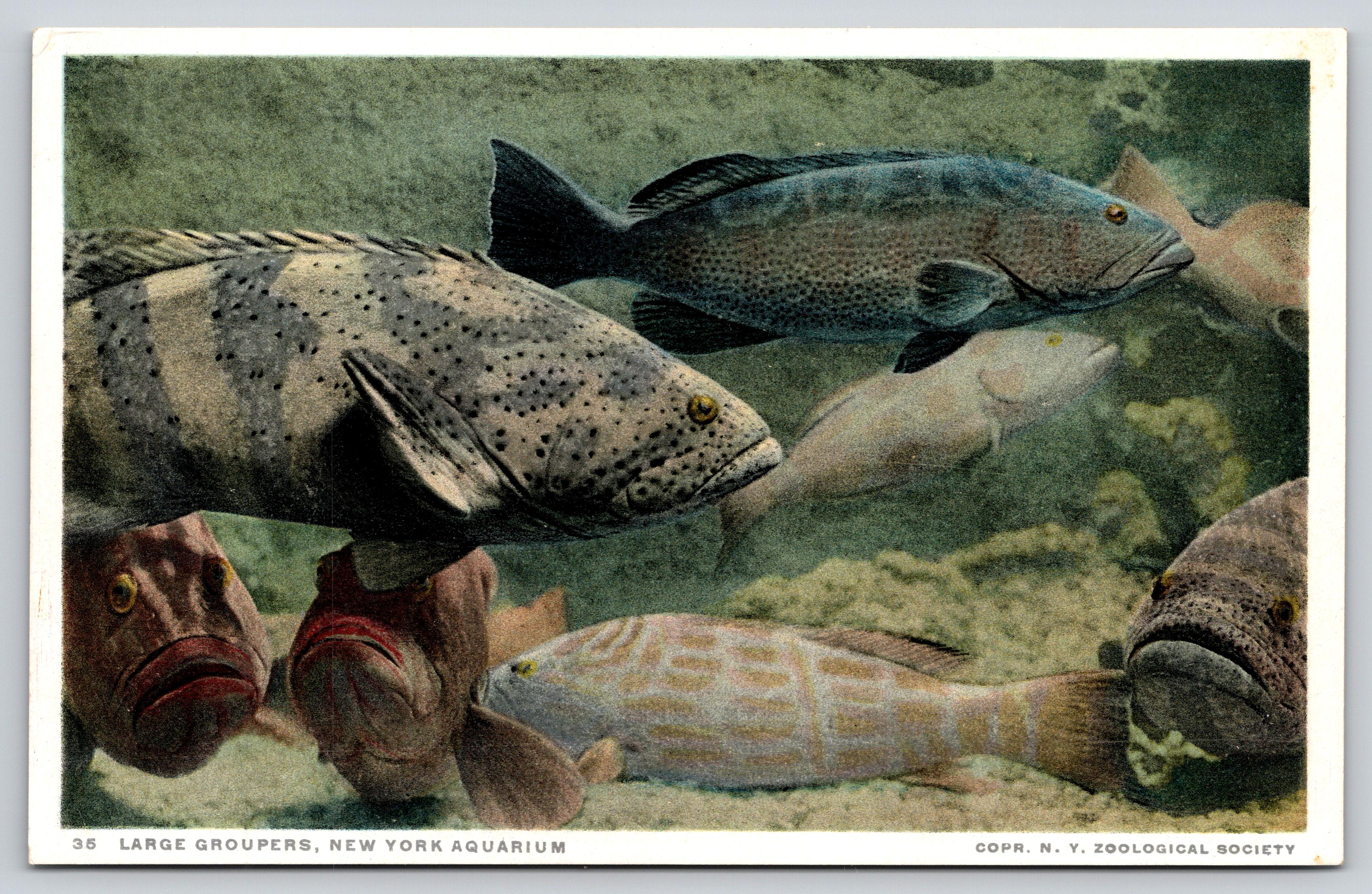 Postcard Large Groupers New York Aquarium Zoological Society Fish - 12674